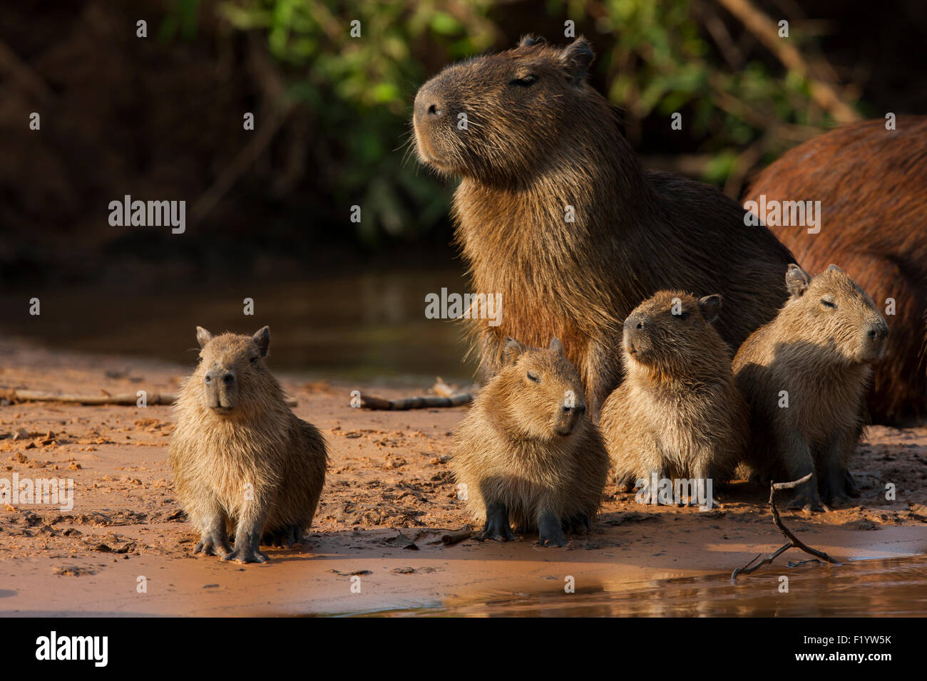 Capybara hi-res stock photography and images - Alamy