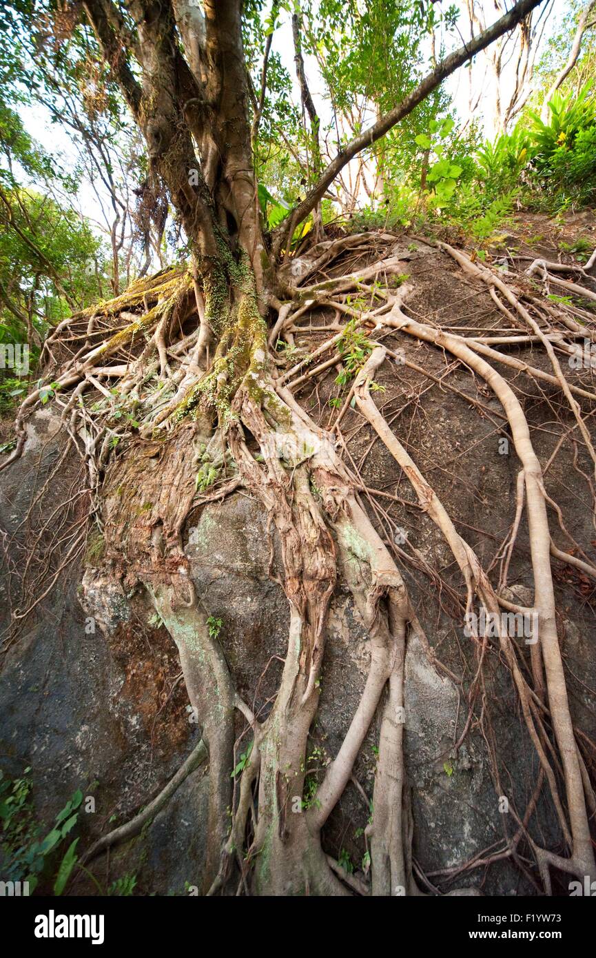 Scary root hi-res stock photography and images - Alamy
