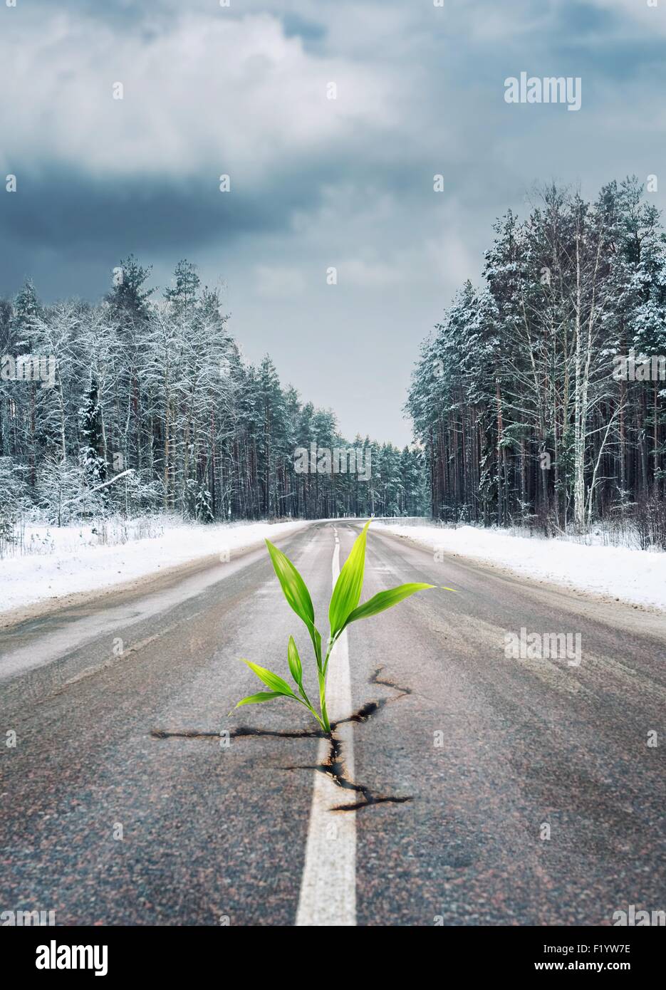 Green plant growing through the road in winter forest Stock Photo - Alamy