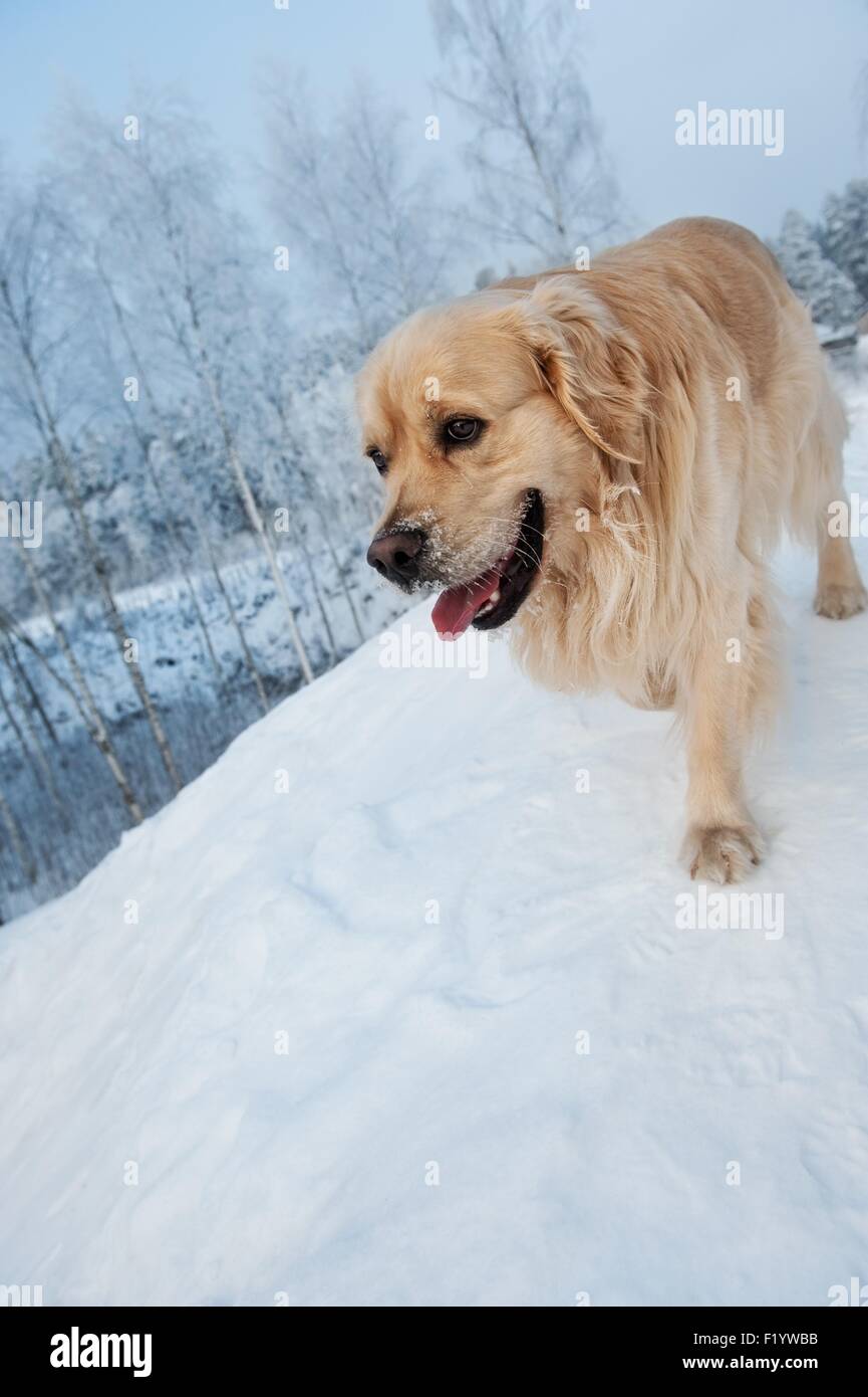 Portrait of a funny golden retriever Stock Photo - Alamy