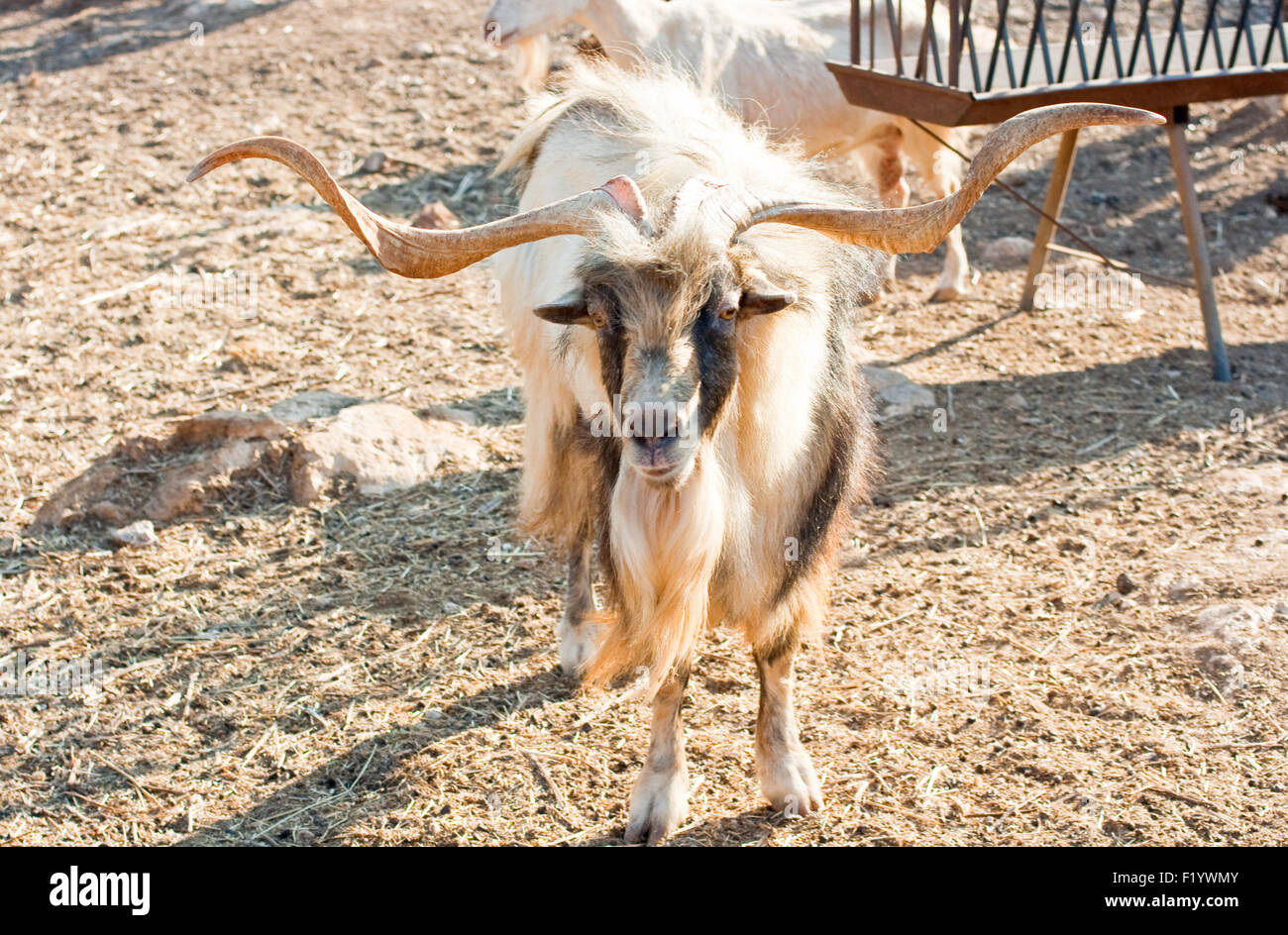 Goats in the Greece farm Stock Photo - Alamy