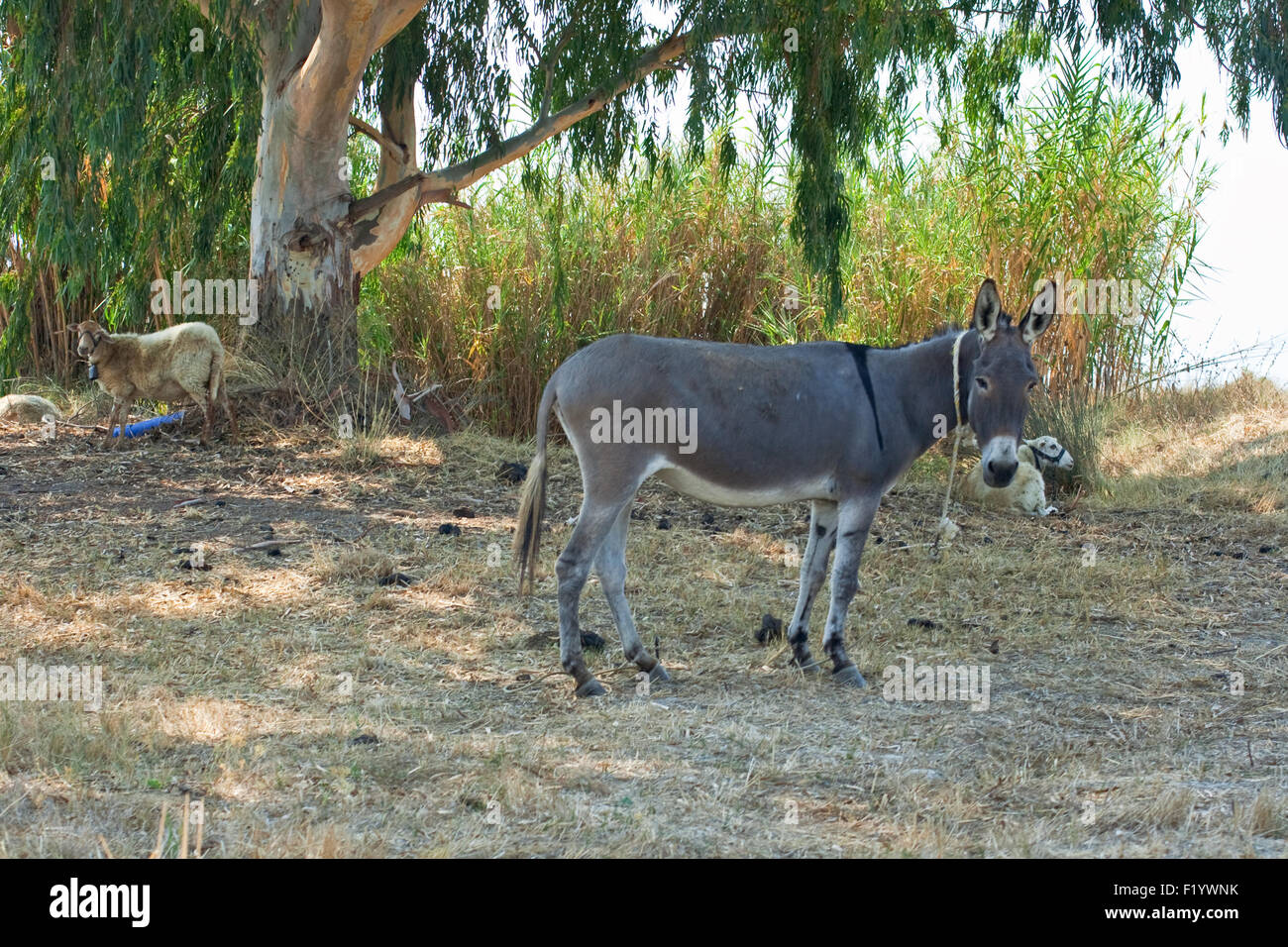 Donkey under a tree in the countryside Stock Photo - Alamy