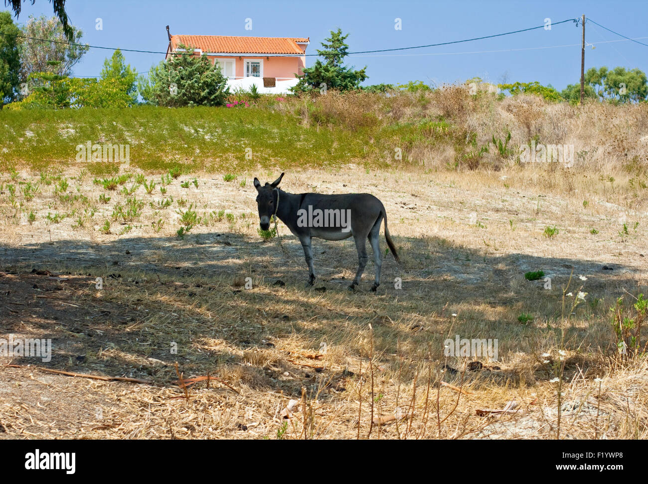 Donkey under a tree in the countryside Stock Photo - Alamy