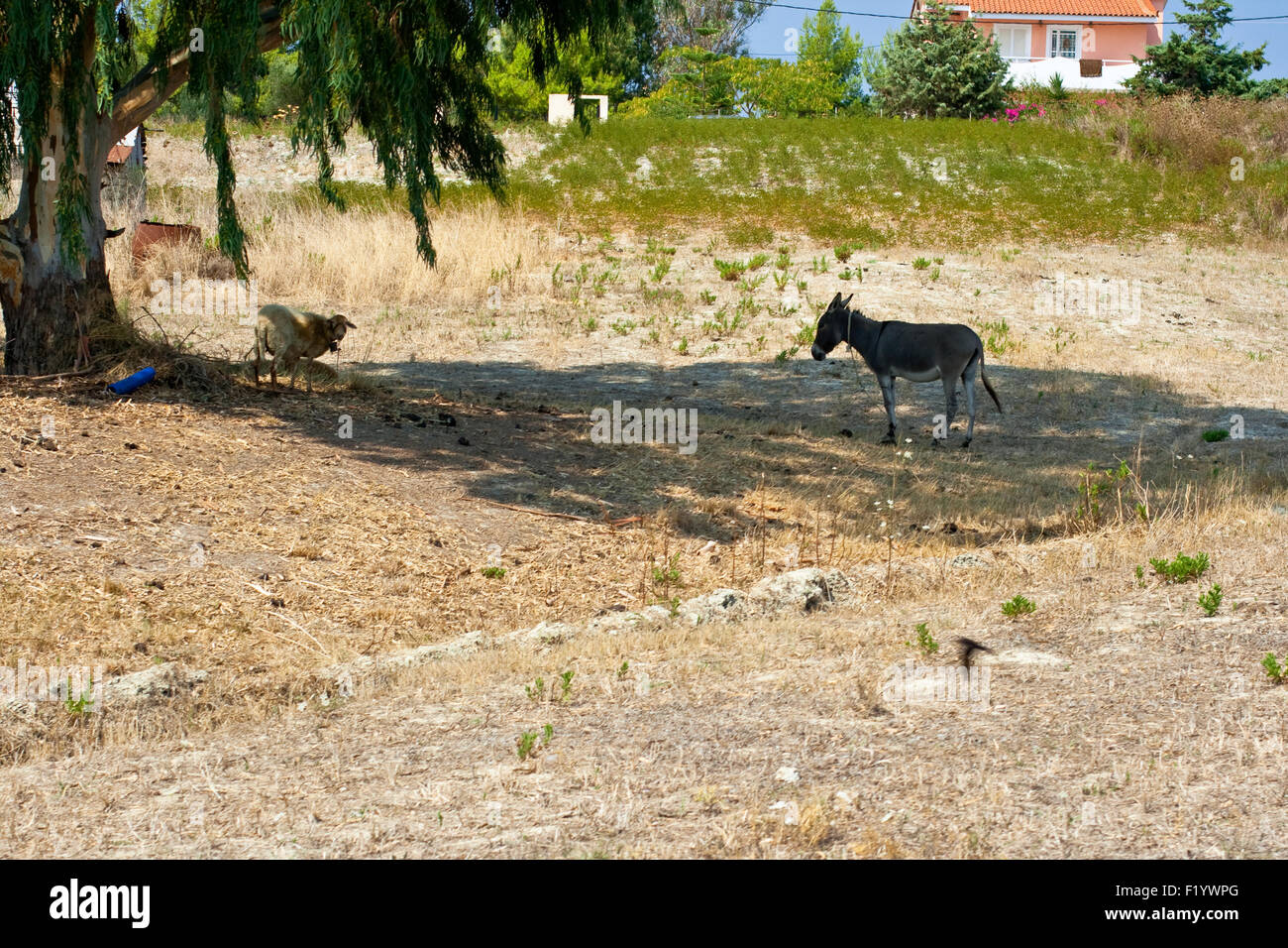 Donkey under a tree in the countryside Stock Photo - Alamy