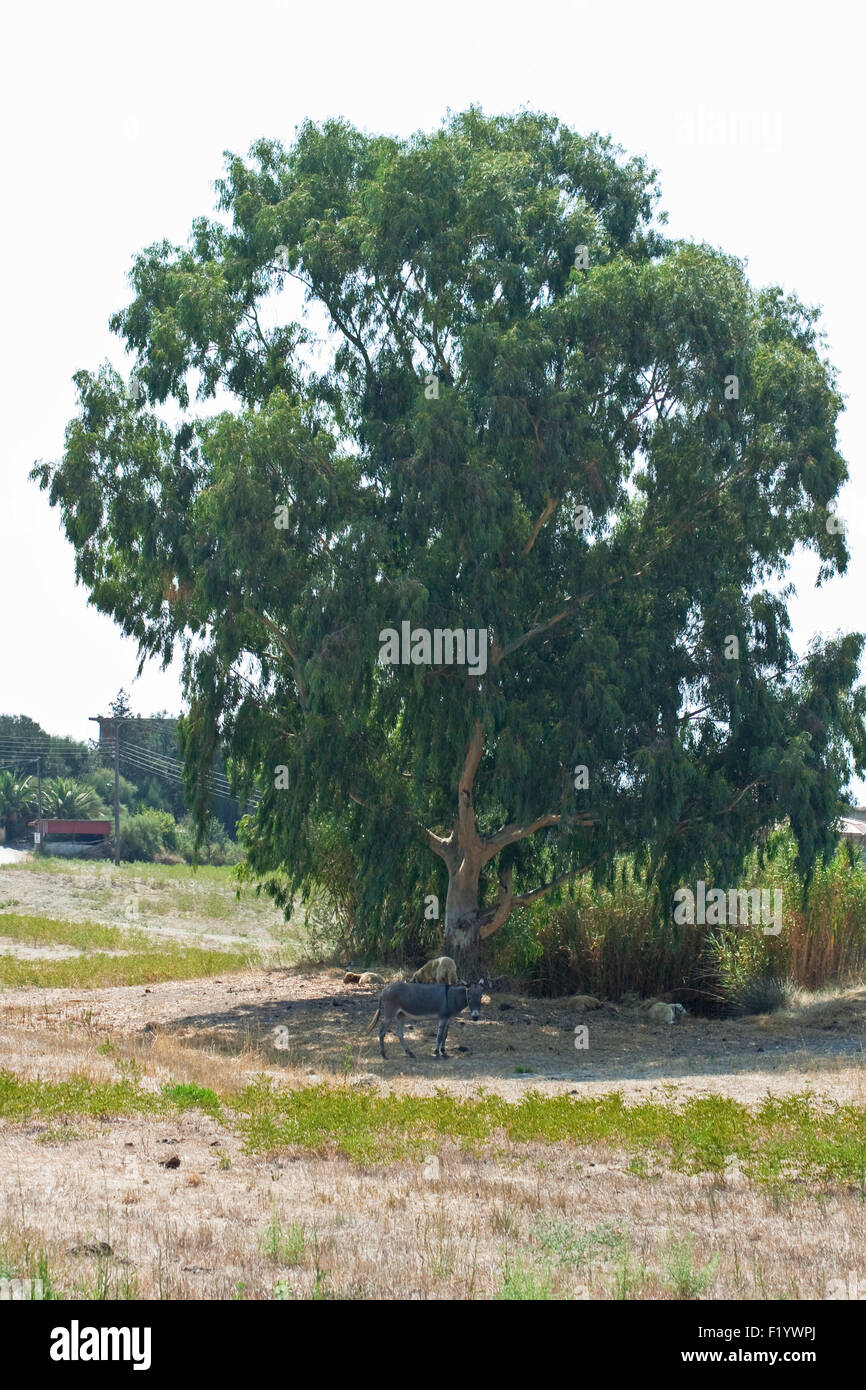 Donkey under a tree in the countryside Stock Photo - Alamy