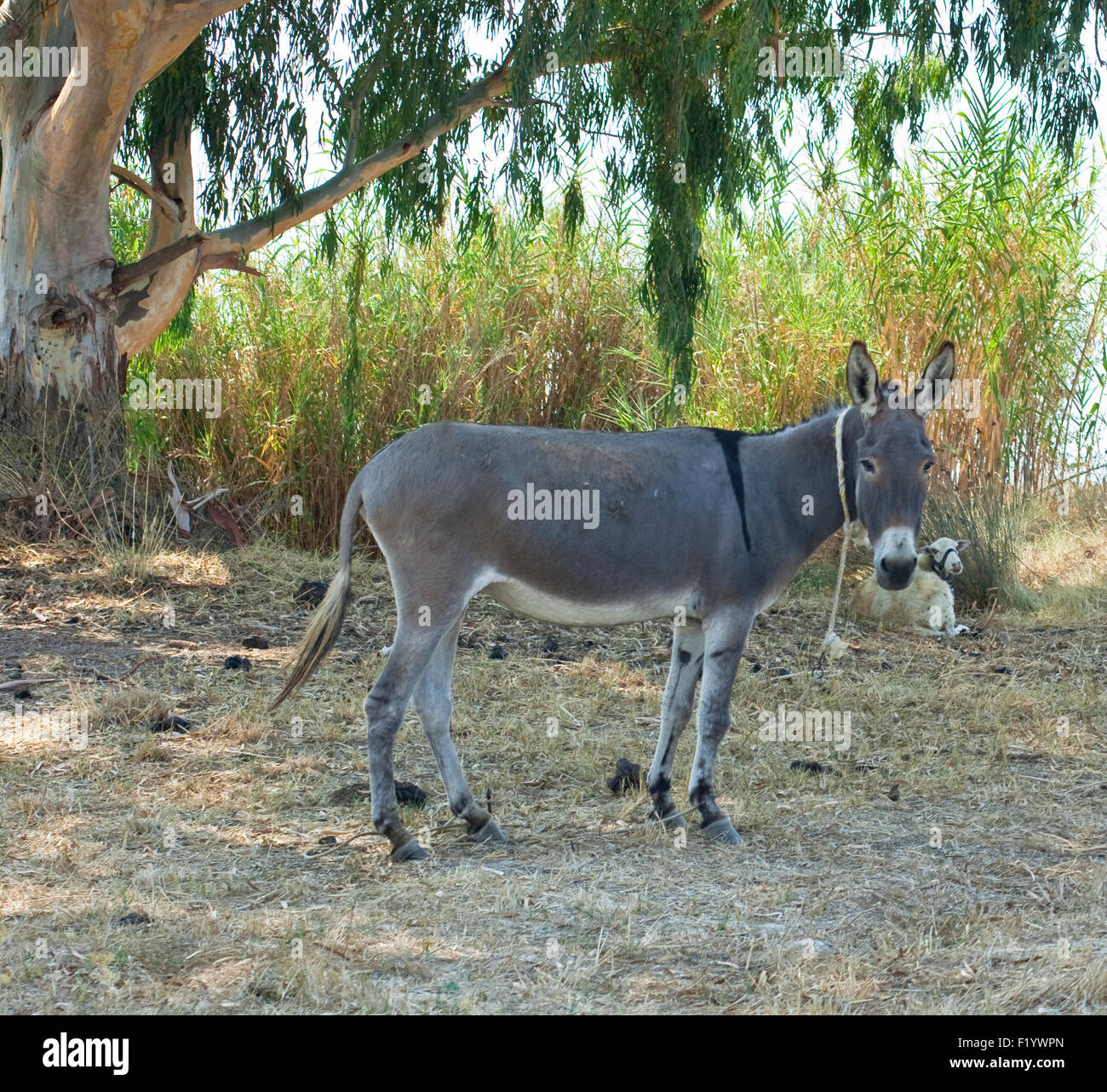 Donkey under a tree in the countryside Stock Photo - Alamy