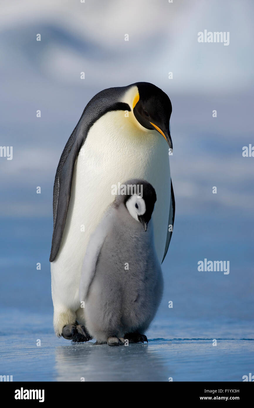 Male and female emperor penguin hi-res stock photography and images - Alamy