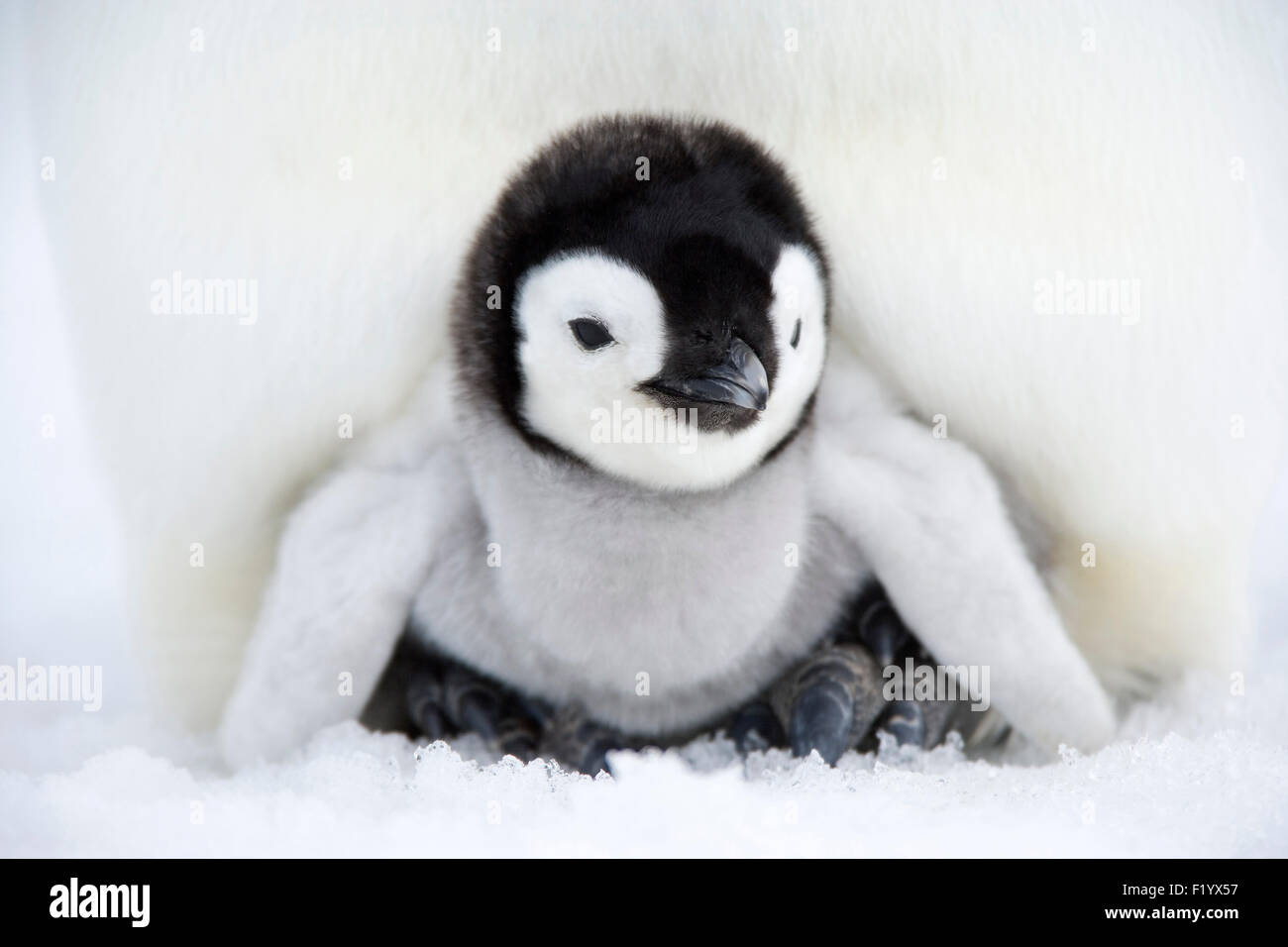 Emperor penguin foot hi-res stock photography and images - Alamy