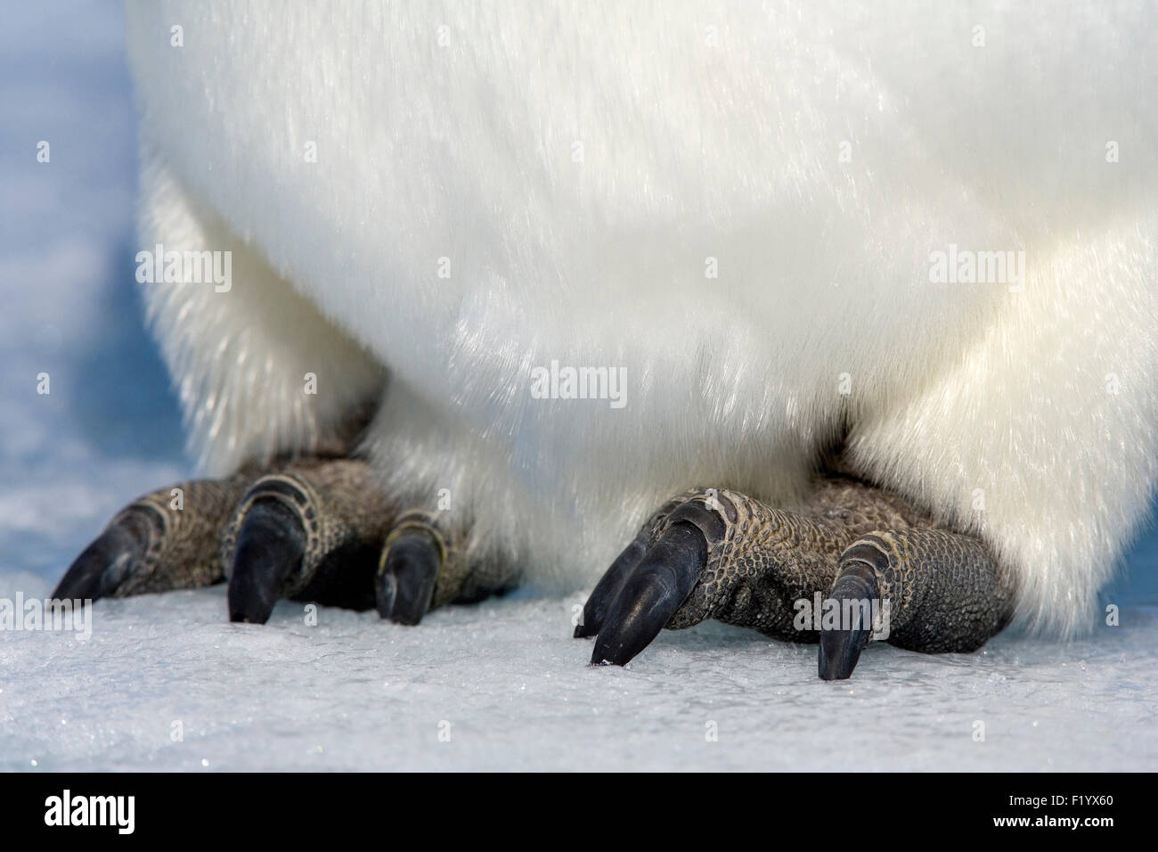 Emperor Penguin (Aptenodytes forsteri) Close-up of feet Snow Hill ...