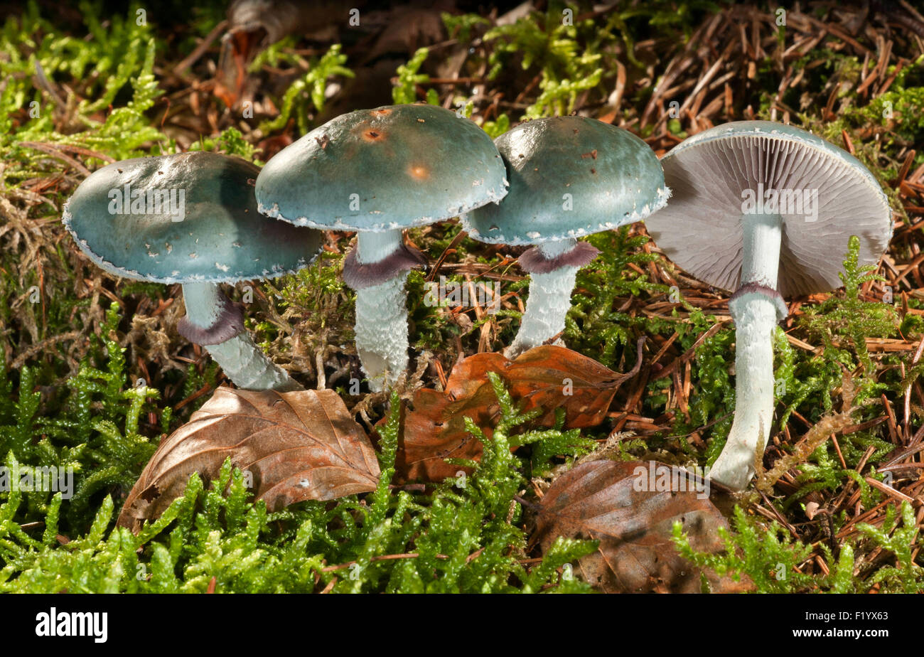 Verdigris agaric (Stropharia aeruginosa), Baden-Württemberg, Germany ...