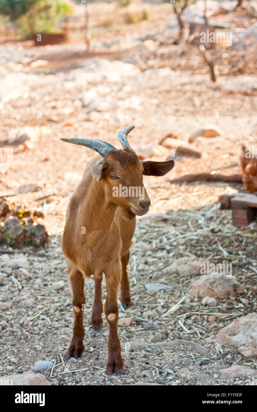 Brown goat in the farm Stock Photo - Alamy
