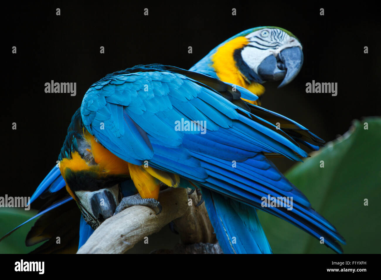 Vibrant macaw colors hi-res stock photography and images - Alamy