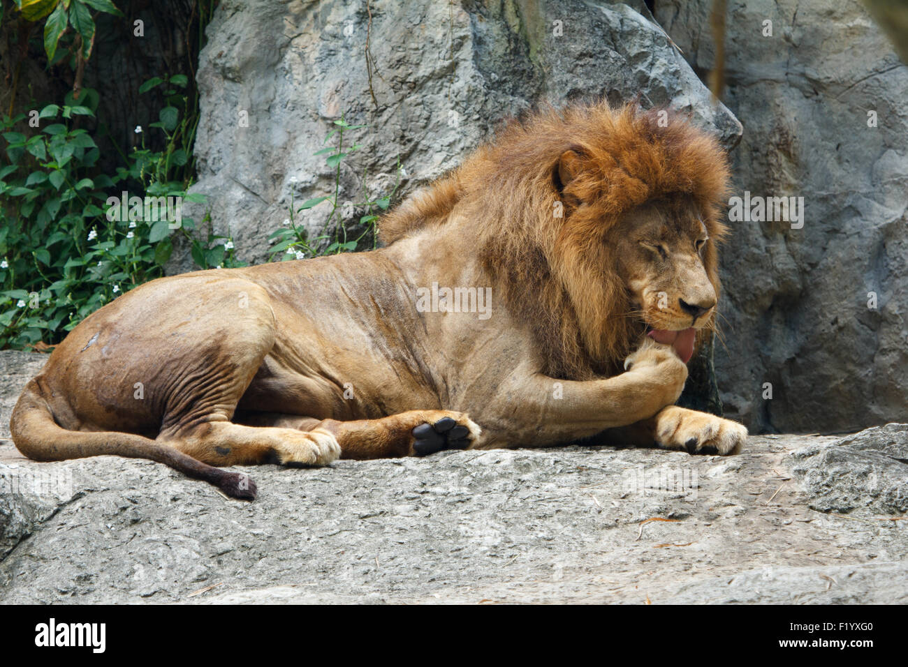 Big lion hi-res stock photography and images - Alamy