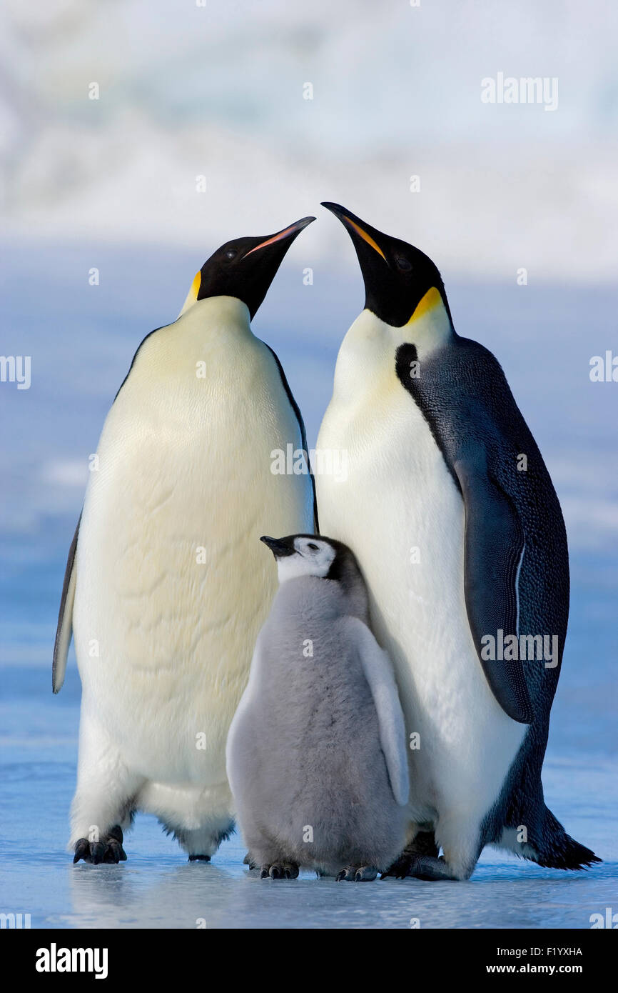 Female emperor penguin hi-res stock photography and images - Alamy