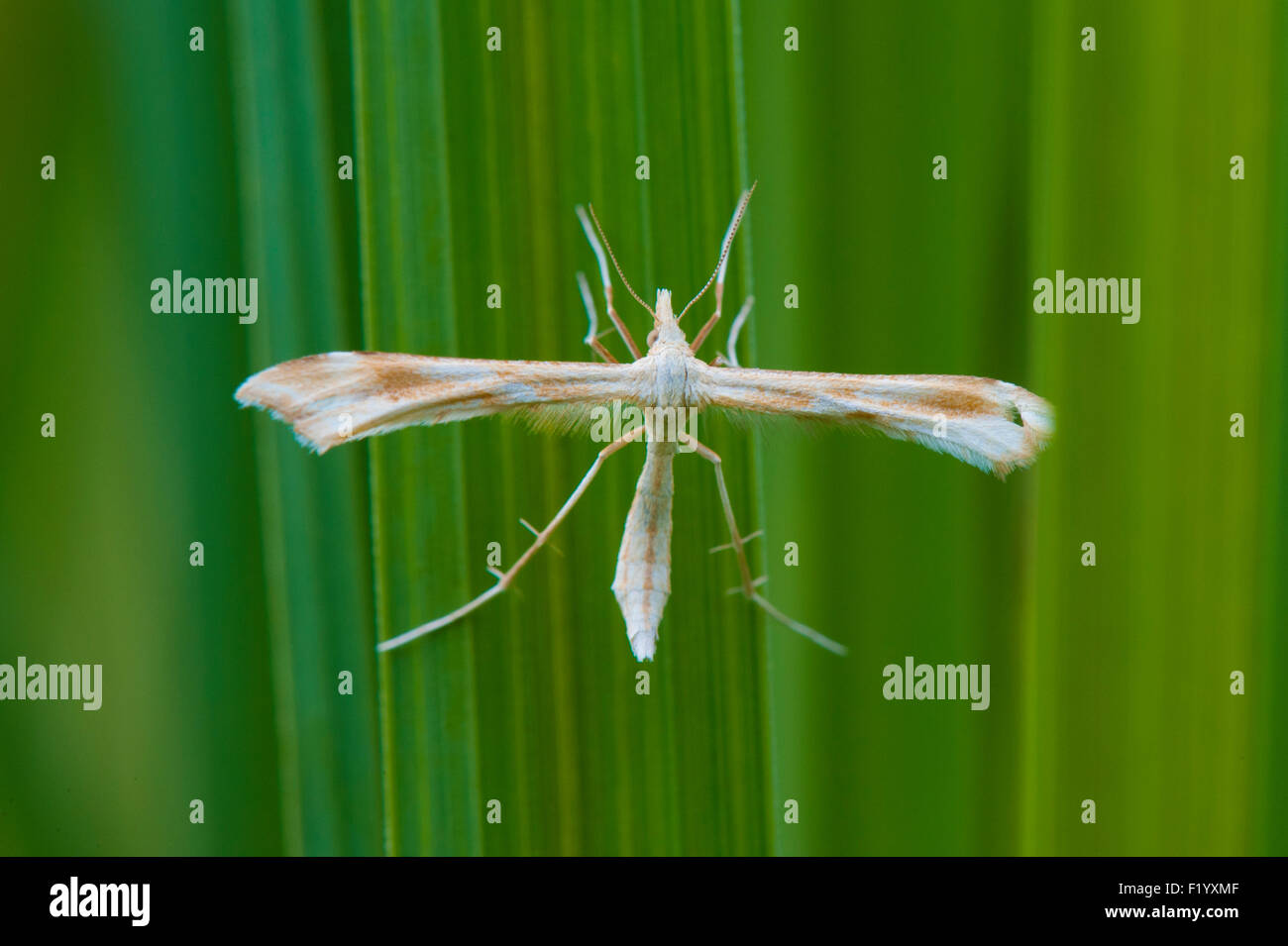 Moth hover hovering wings hi-res stock photography and images - Alamy