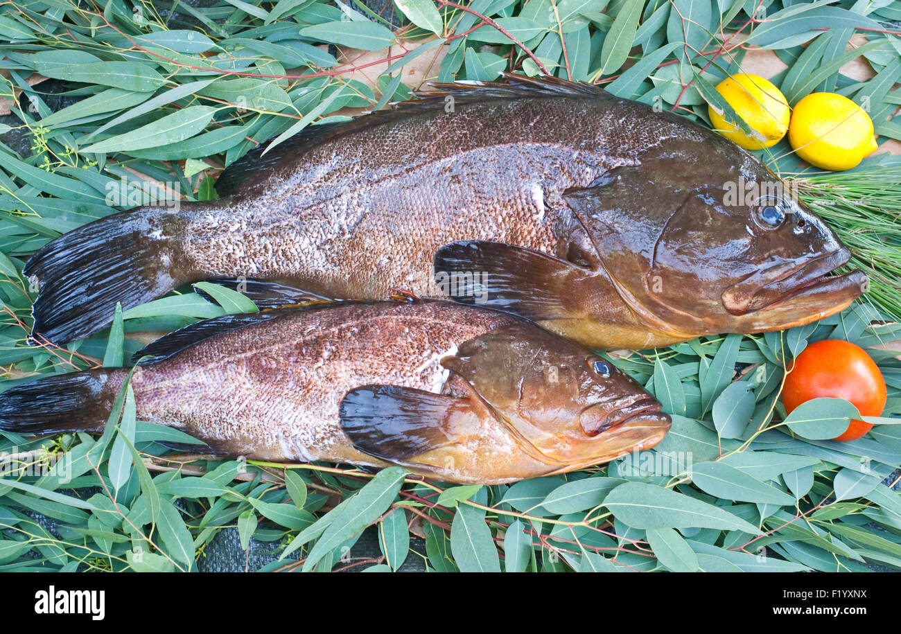 Groupers hi-res stock photography and images - Alamy