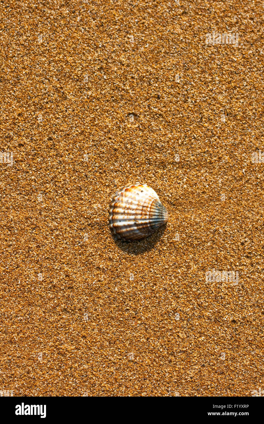 Shell on the sand beach Stock Photo - Alamy