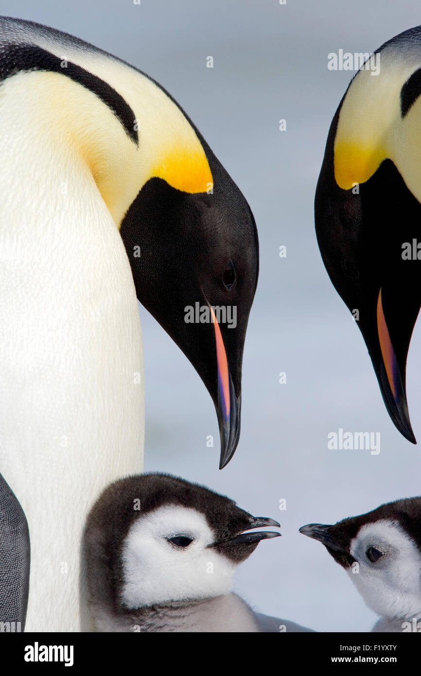 Emperor Penguin (Aptenodytes forsteri) Two adults chicks Snow Hill ...
