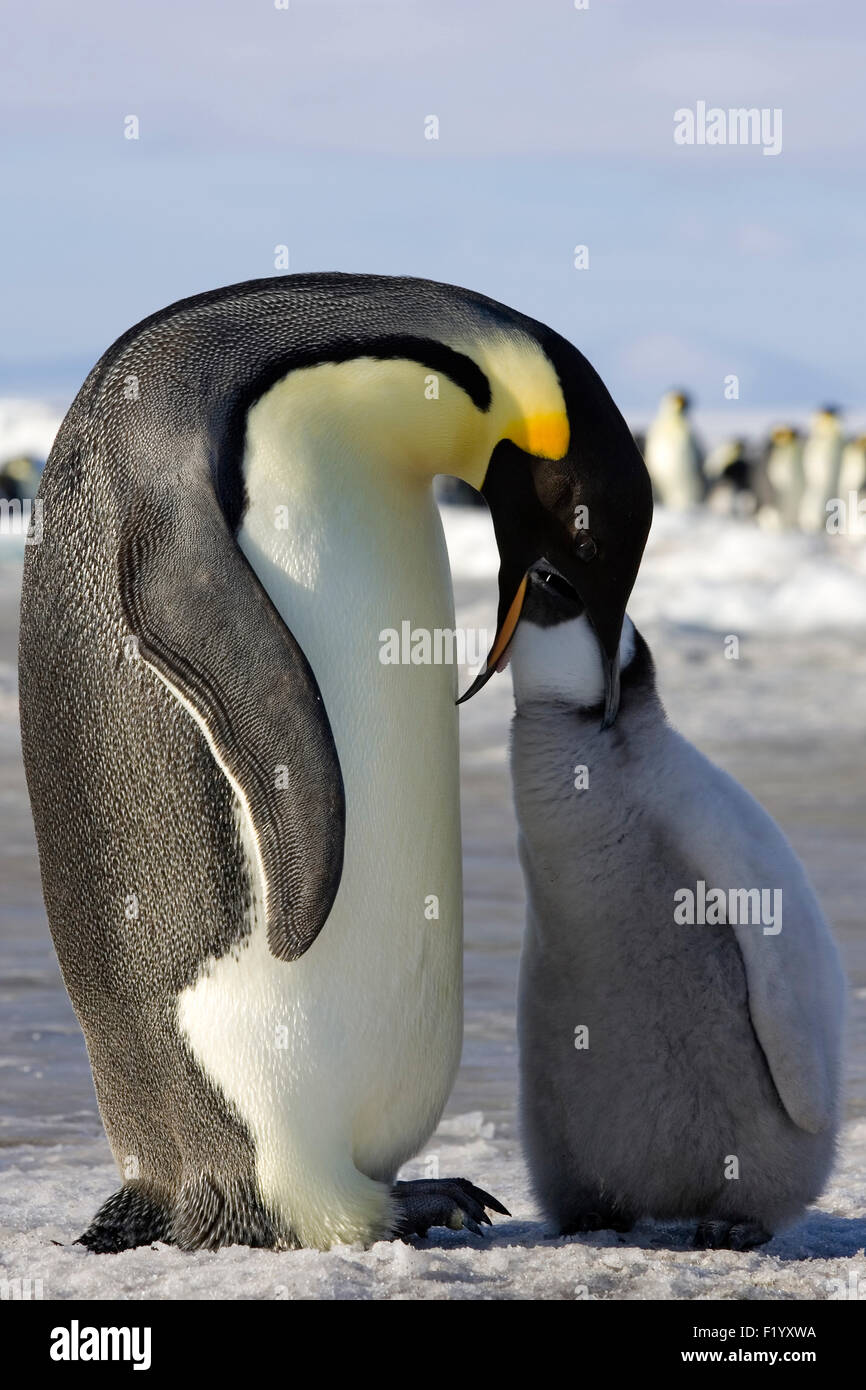 Emperor penguin feeding chick hi-res stock photography and images - Alamy