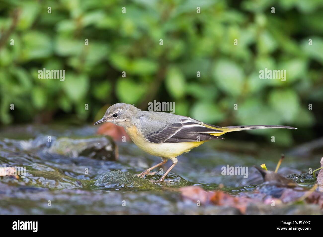 Grey wagtail (Motacilla cinerea), female, standing on stone in stream ...