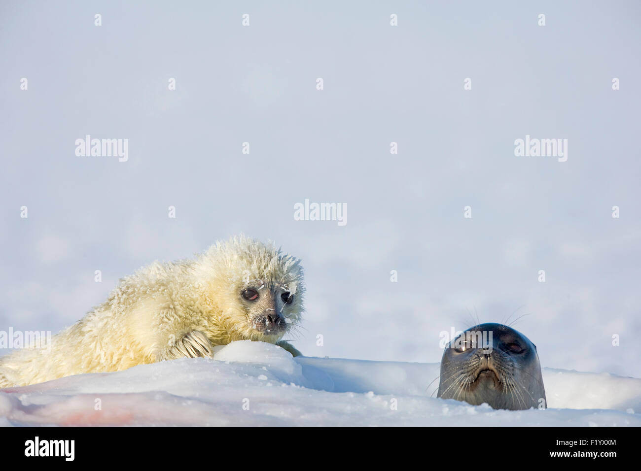 Ringed Seal (Pusa hispida Phoca hispida) Mother looking out from ...