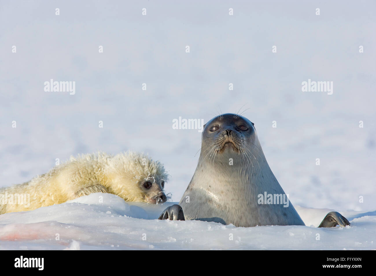Ringed Seal (Pusa hispida Phoca hispida) Mother looking out from ...