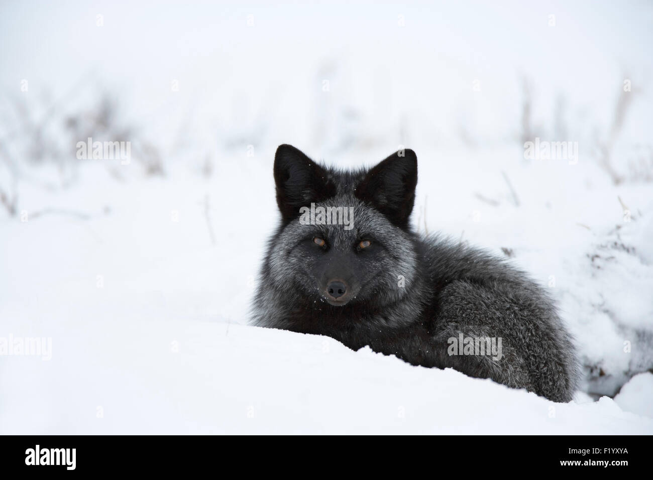 Silver Fox (Vulpes vulpes) melanistic form of North American Red Fox ...