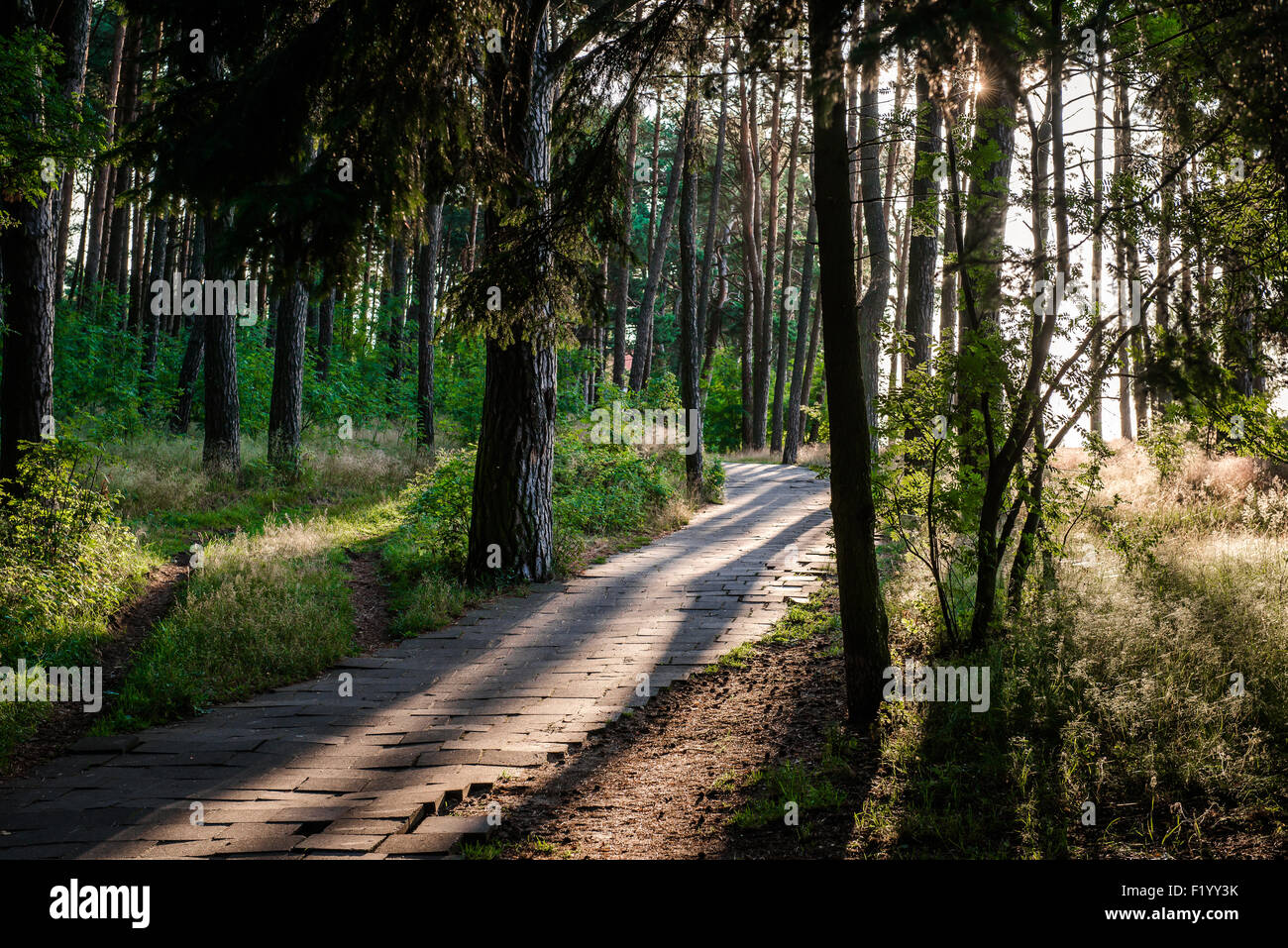 Footpath through a forest Stock Photo - Alamy