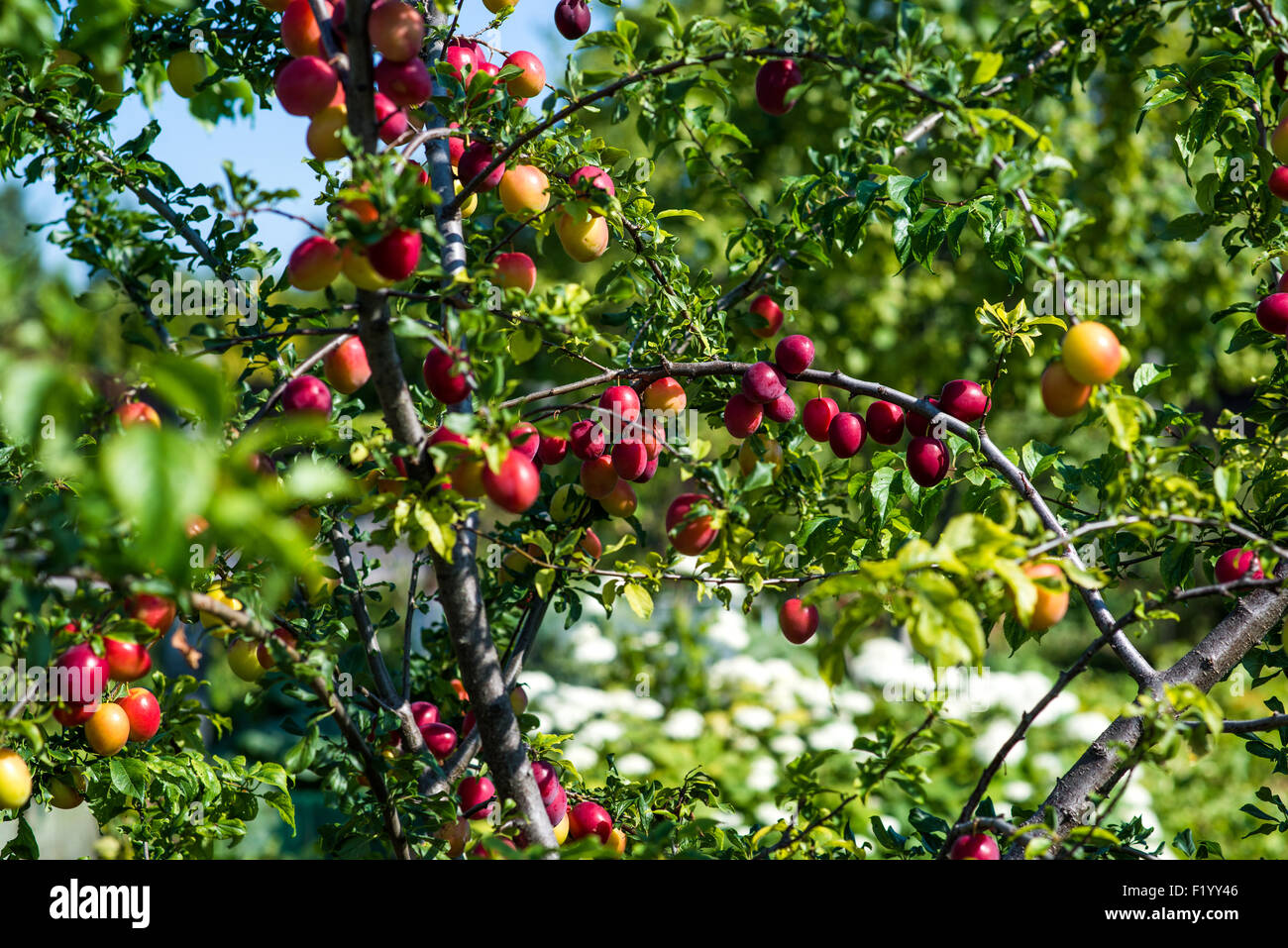 Plum tree fruit hi-res stock photography and images - Alamy