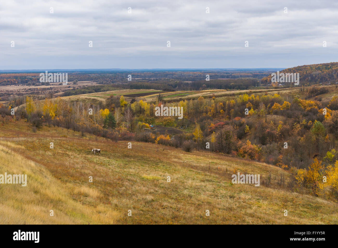 Late fall landscape in Sumskaya oblast, Ukraine Stock Photo - Alamy