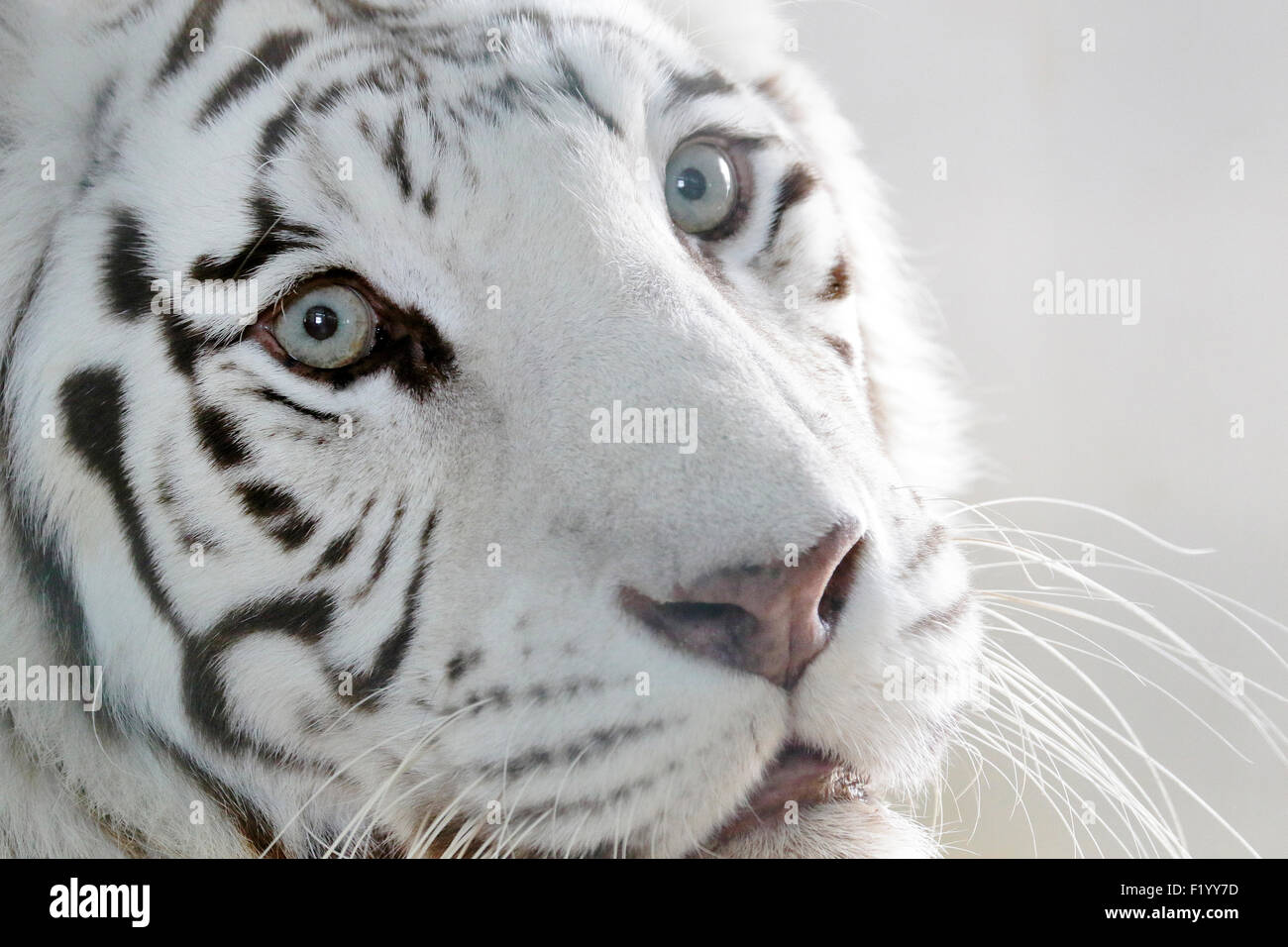 Tiger nose hi-res stock photography and images - Alamy