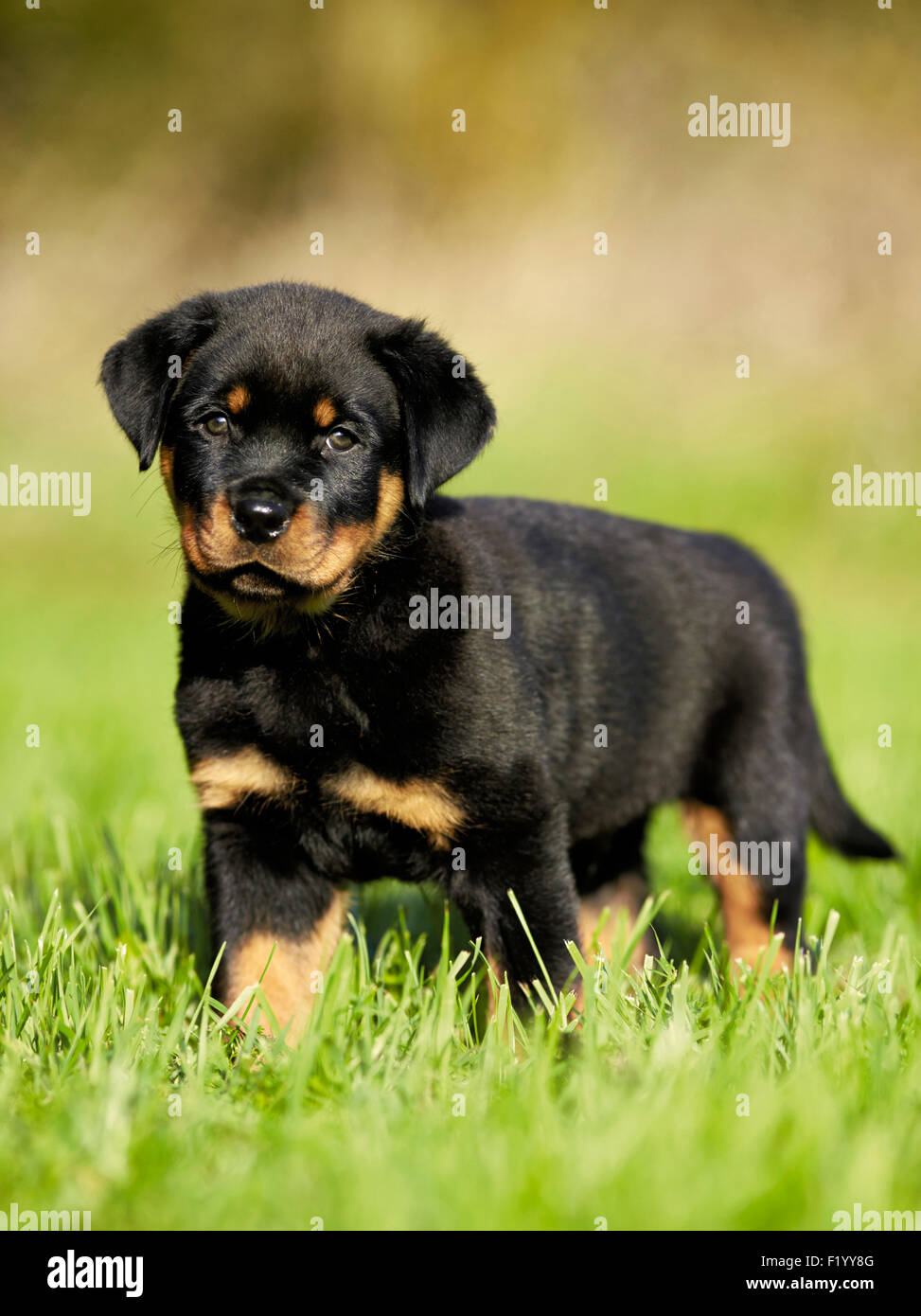 Rottweiler. Puppy standing lon a awn Germany Stock Photo - Alamy