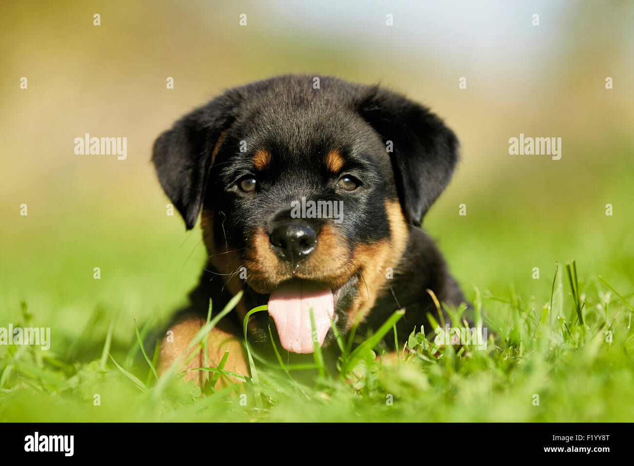 Baby German Rottweiler Puppies