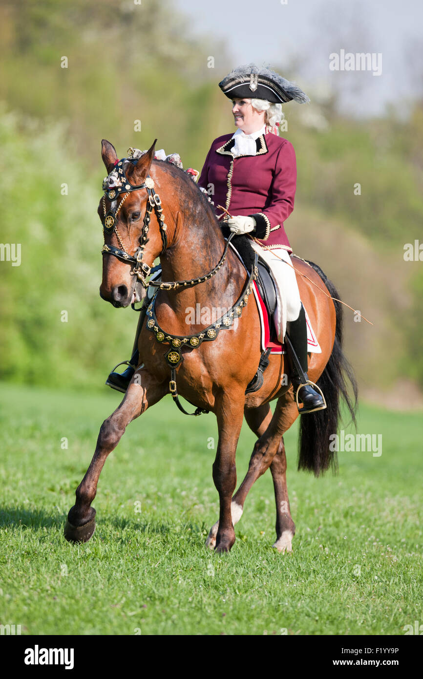 Bay Lipizzan horse Maestoso rider baroque costume showing half-pass ...
