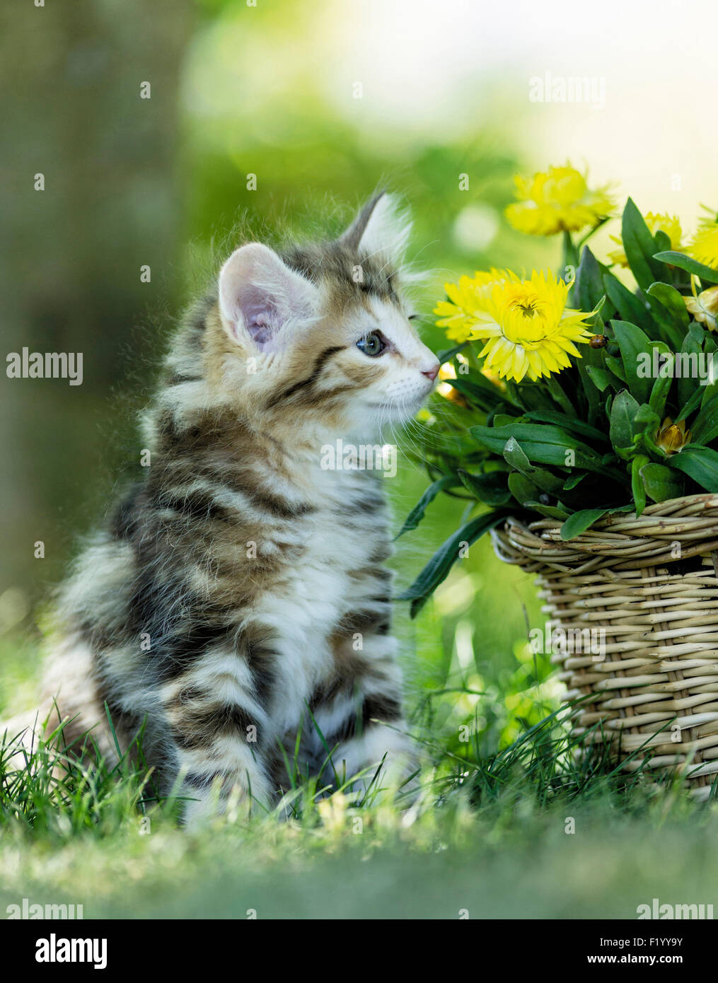 Norwegian Forest Cat Tabby kitten sniffing at Straw Daisy basket ...