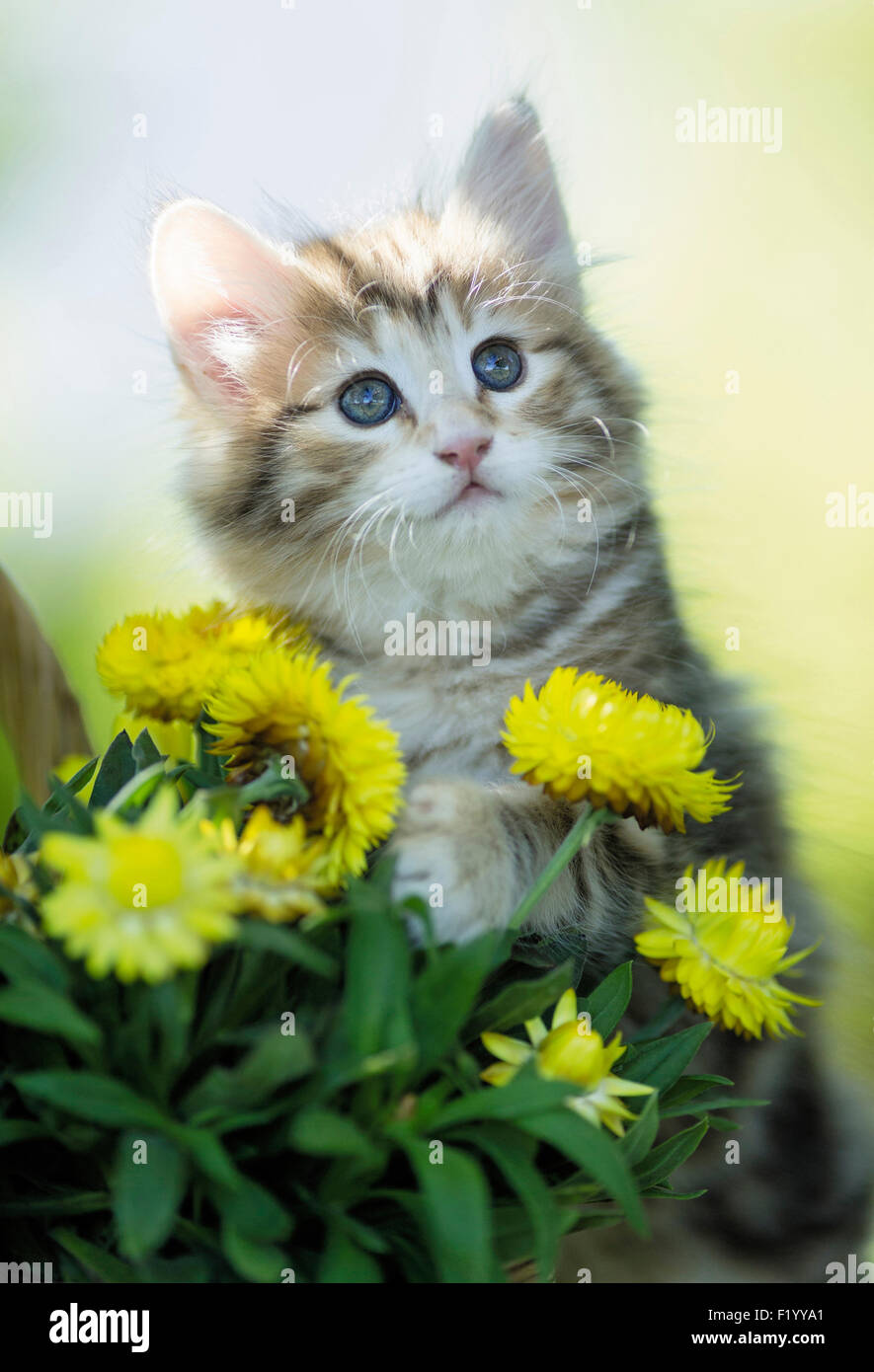 Norwegian Forest Cat Tabby kitten behind yellow Straw Daisies Germany ...