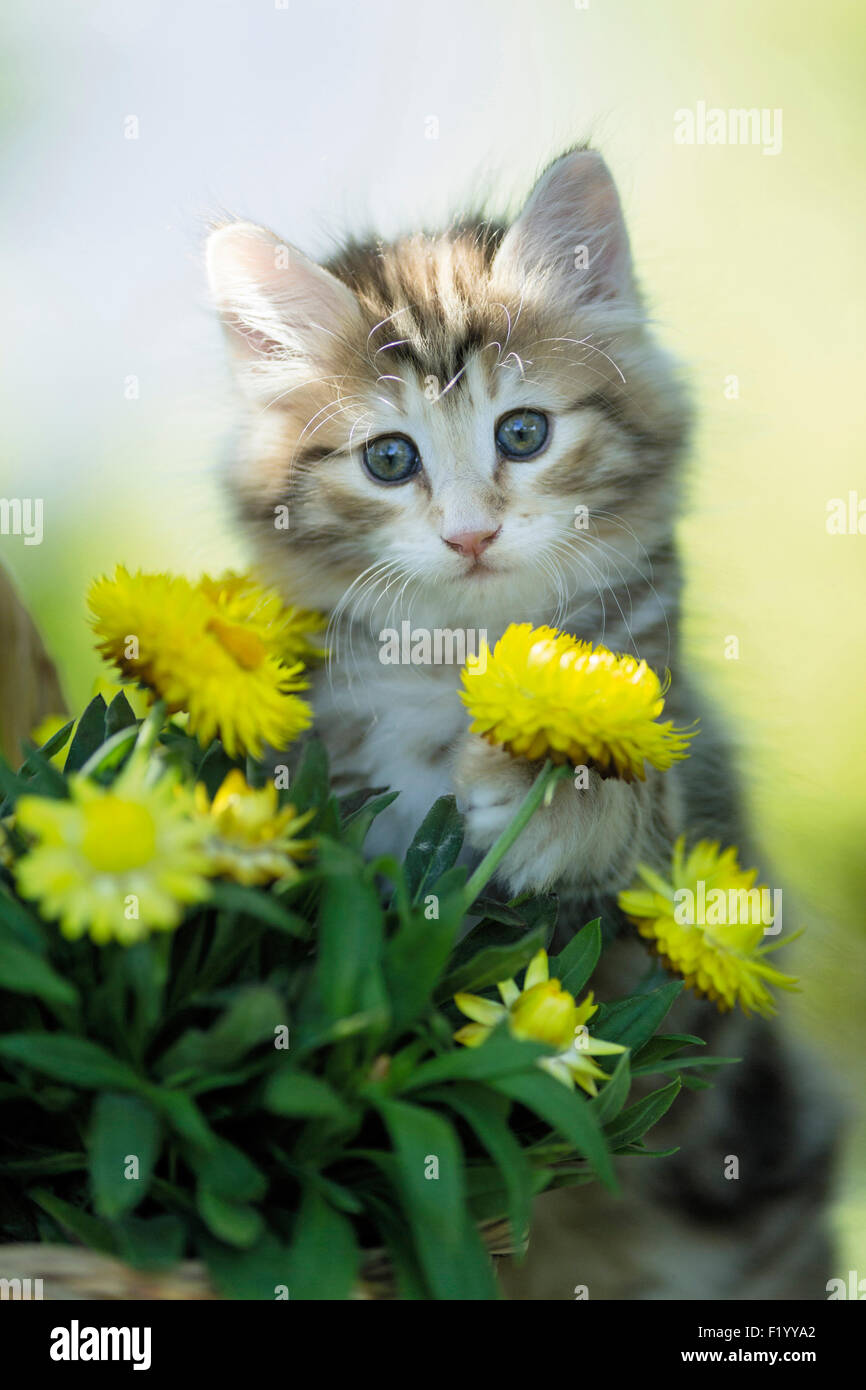 Yellow tabby cat hi-res stock photography and images - Alamy
