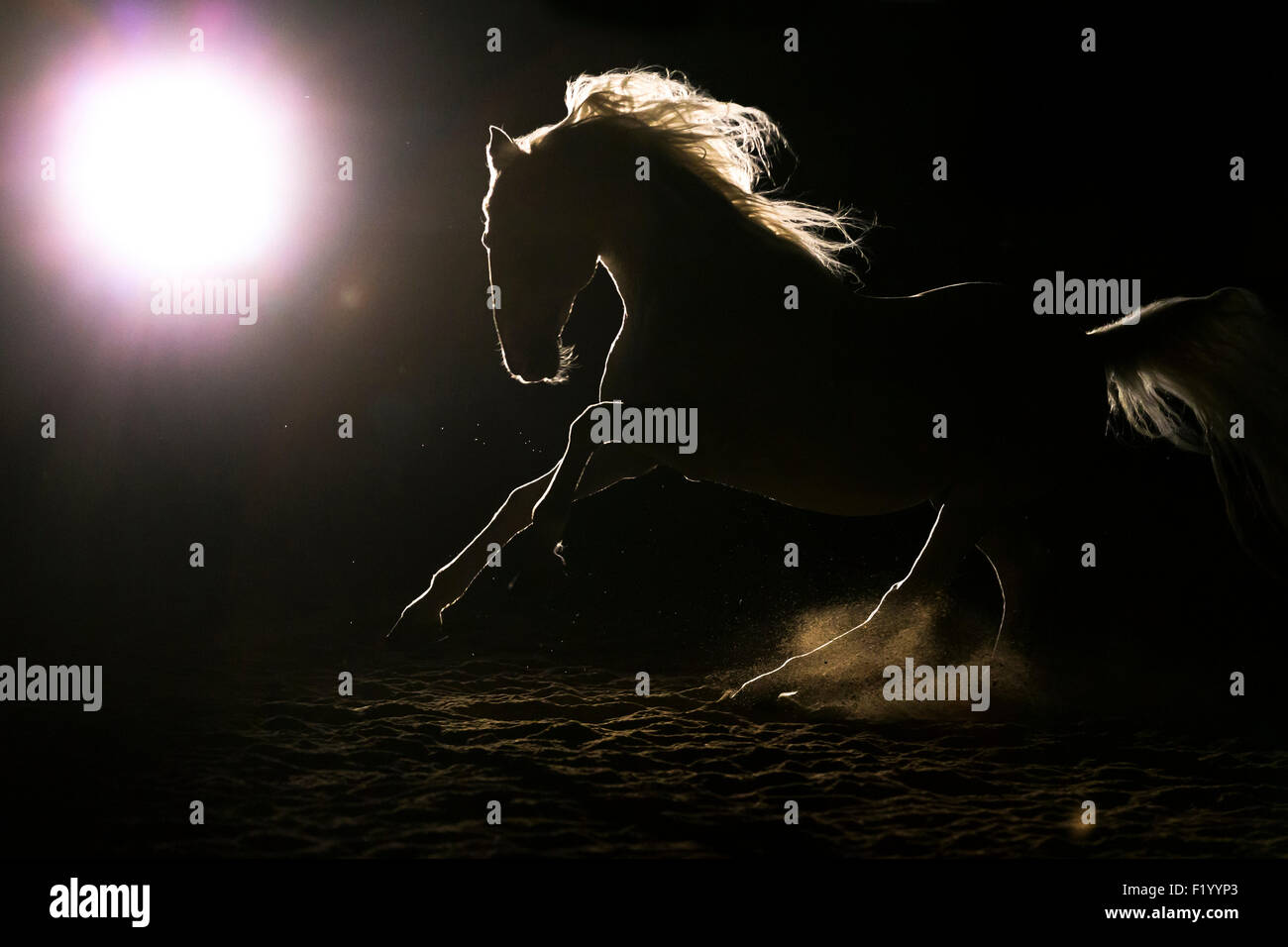 Alter Real Stallion galloping backlight seen against black background ...