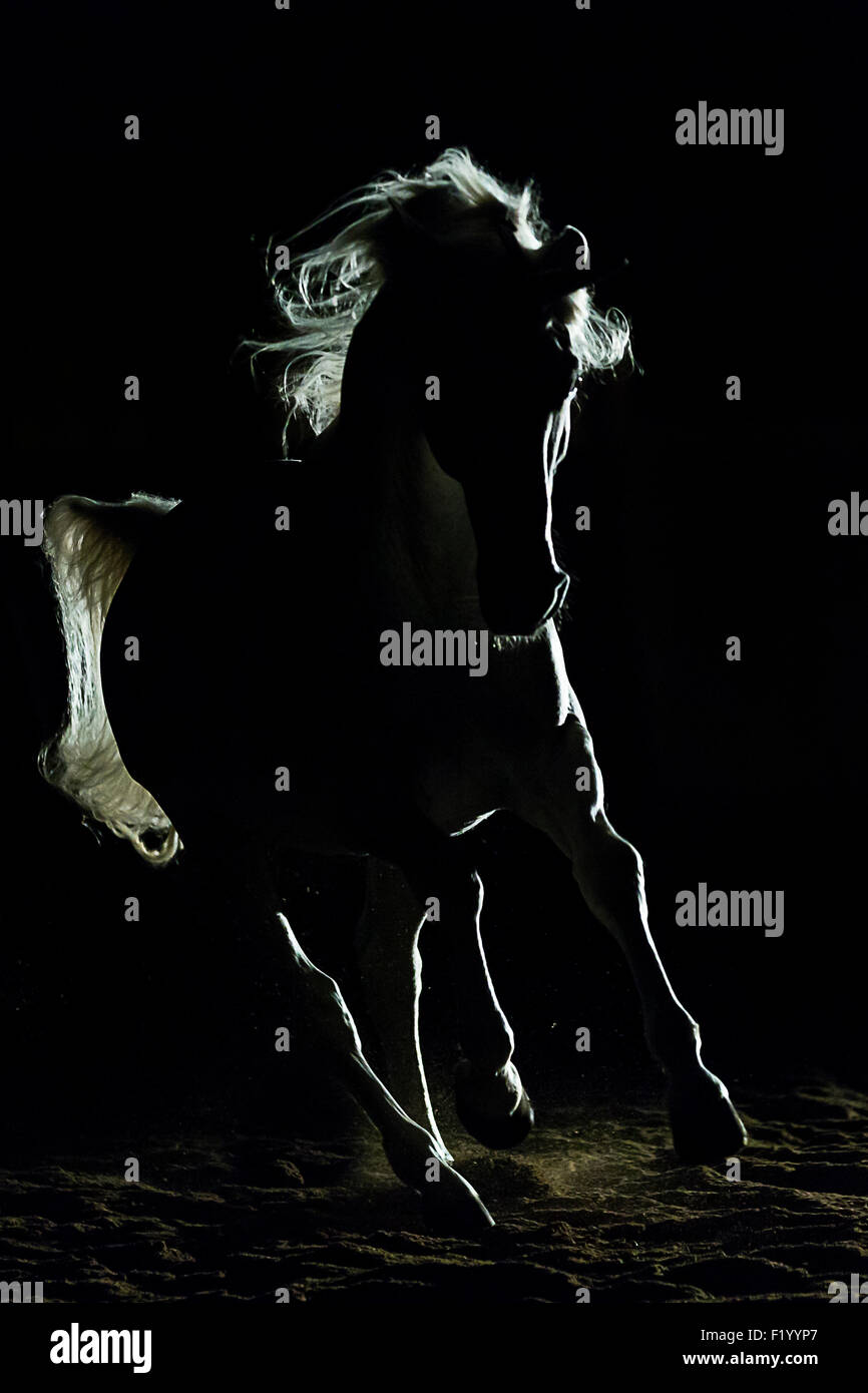 Alter Real Stallion galloping backlight seen against black background ...