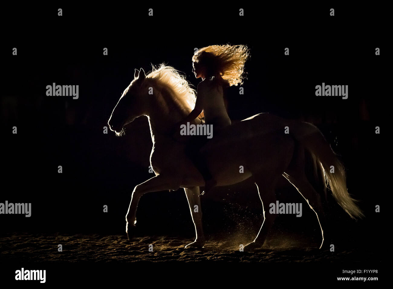 Alter Real Stallion rider backlight seen against black background ...