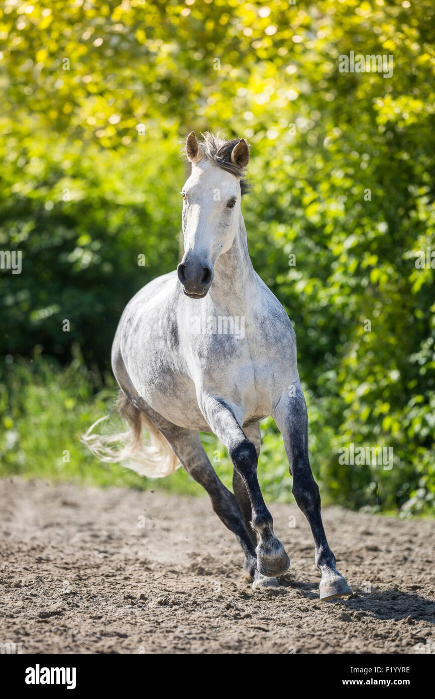 Andalusian Horse Gray gelding galloping paddock Switzerland Stock Photo ...