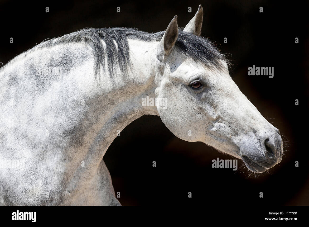 Andalusian Horse Portrait of gray gelding seen against black background ...