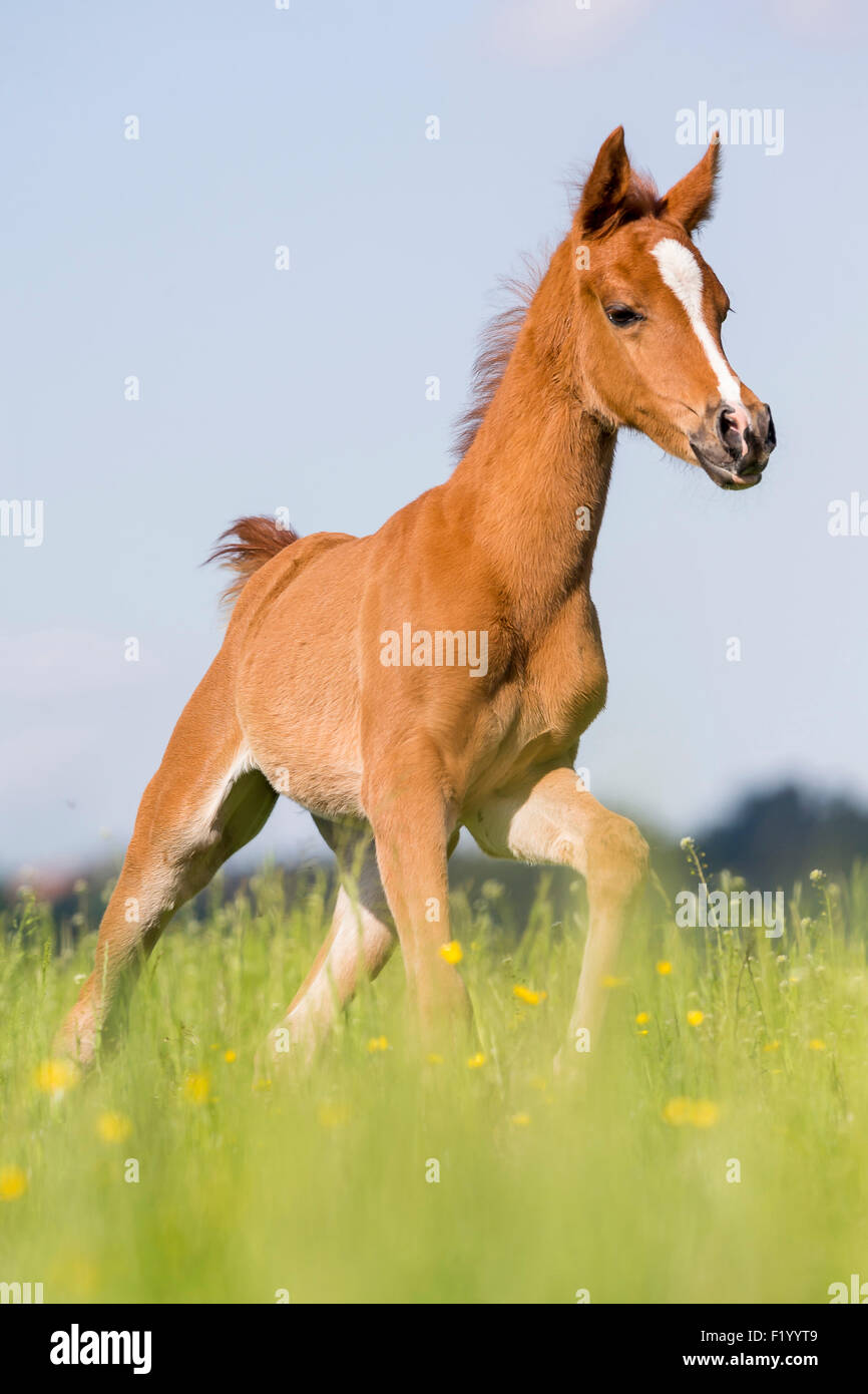 Arabian Horse Chestnut foal galloping pasture Austria Stock Photo - Alamy