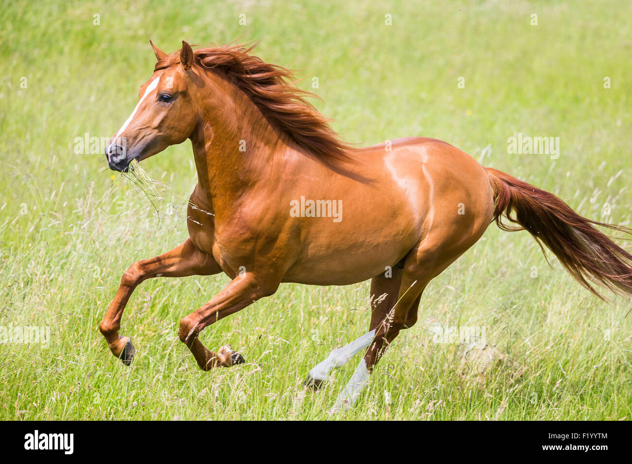 Cross-breed Spanish Horse Cruzado Chestnut stallion galloping pasture ...