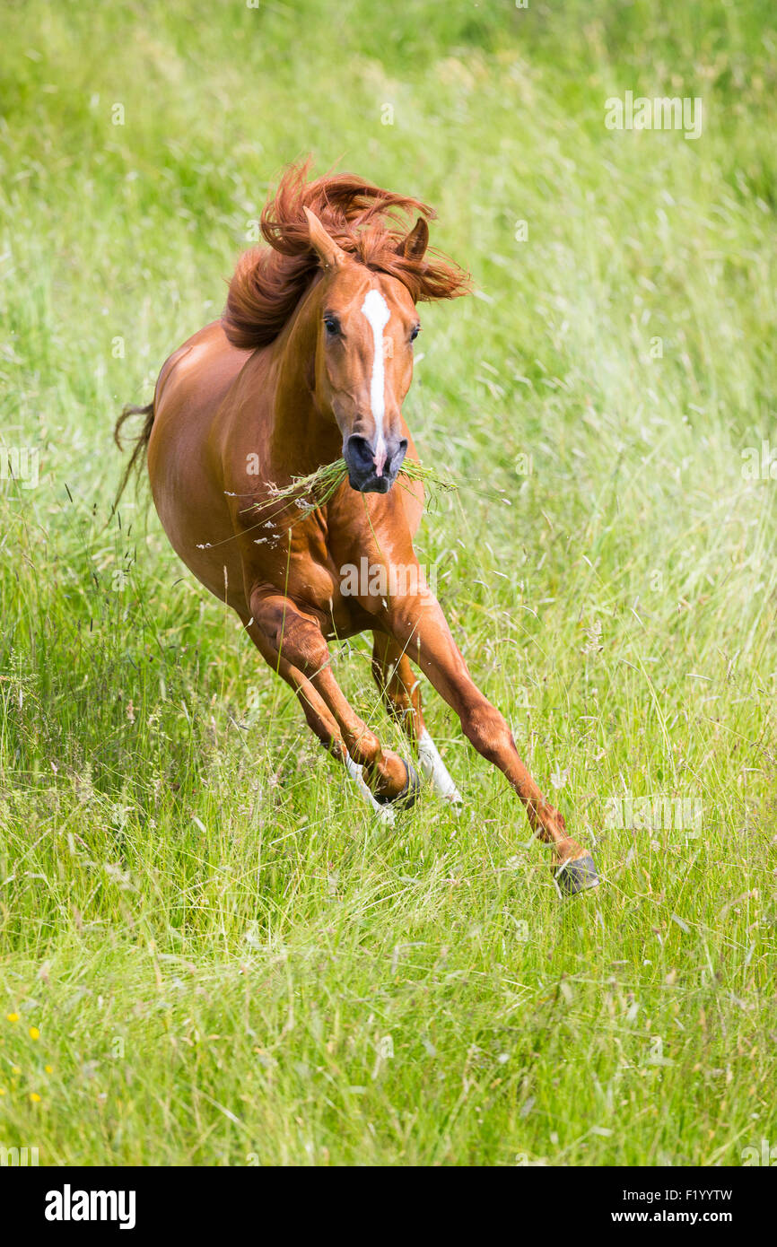 Cross-breed Spanish Horse Cruzado Chestnut stallion galloping pasture ...