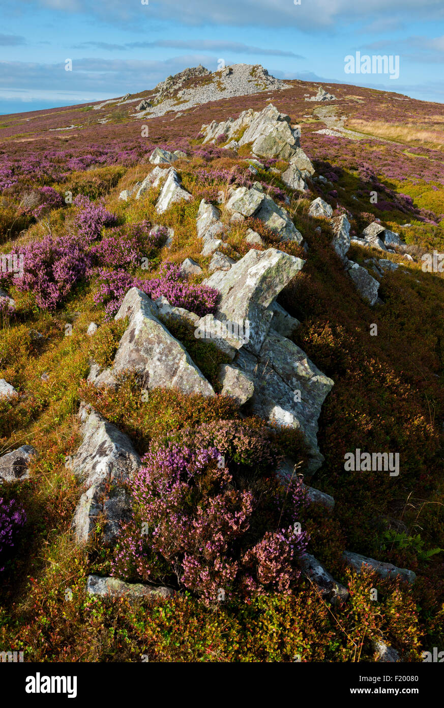 Looking towards Manstone Rock on the Stiperstones, Shropshire Hills ...