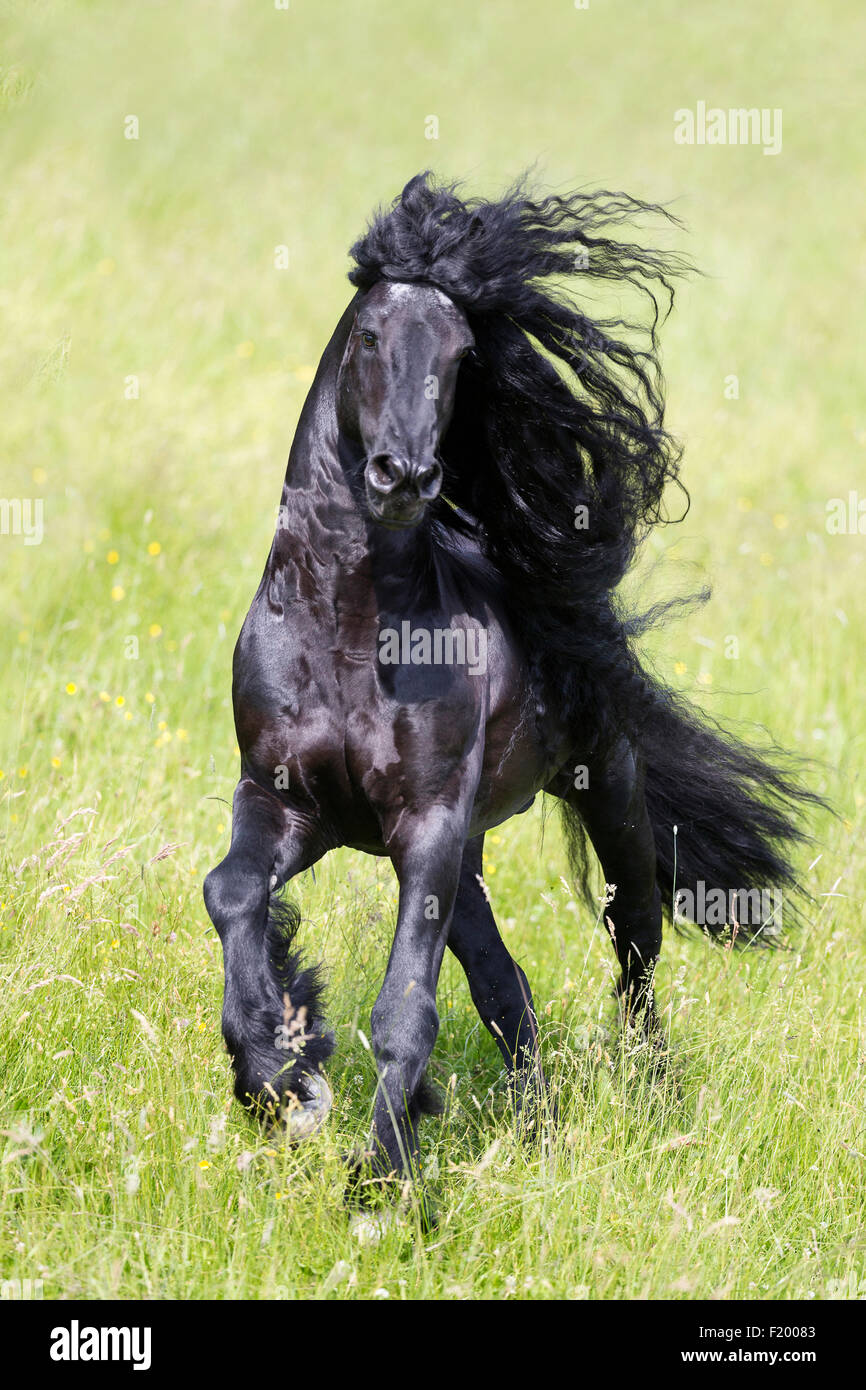Friesian horse black stallion galloping hi-res stock photography and ...