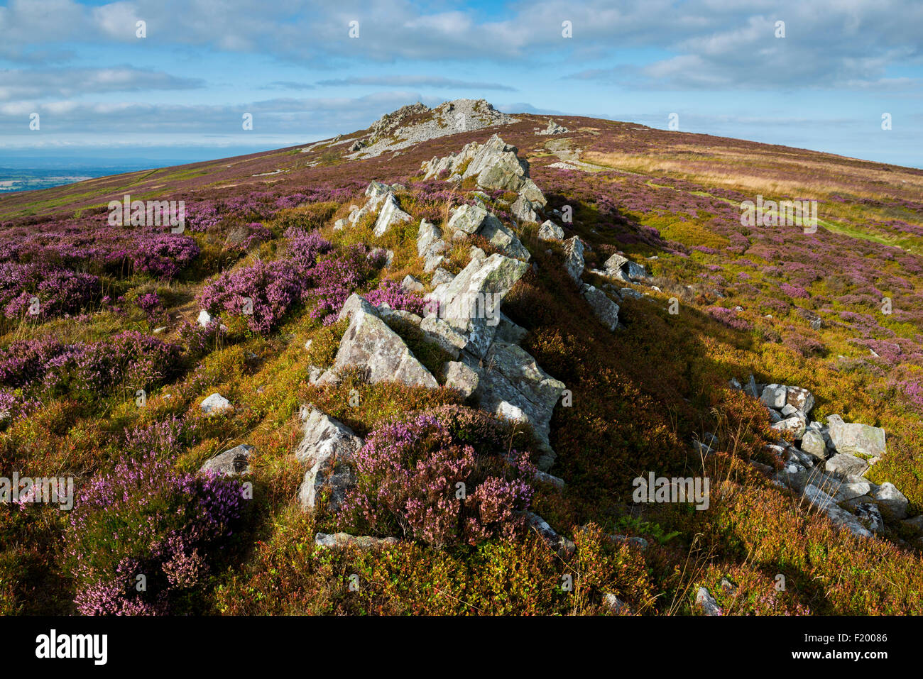 Looking towards Manstone Rock on the Stiperstones, Shropshire Hills ...