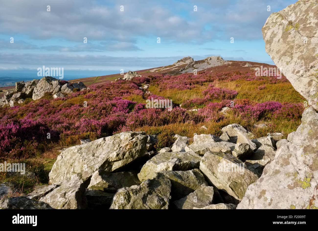 A view of quartzite rock formations and purple heather on the ...