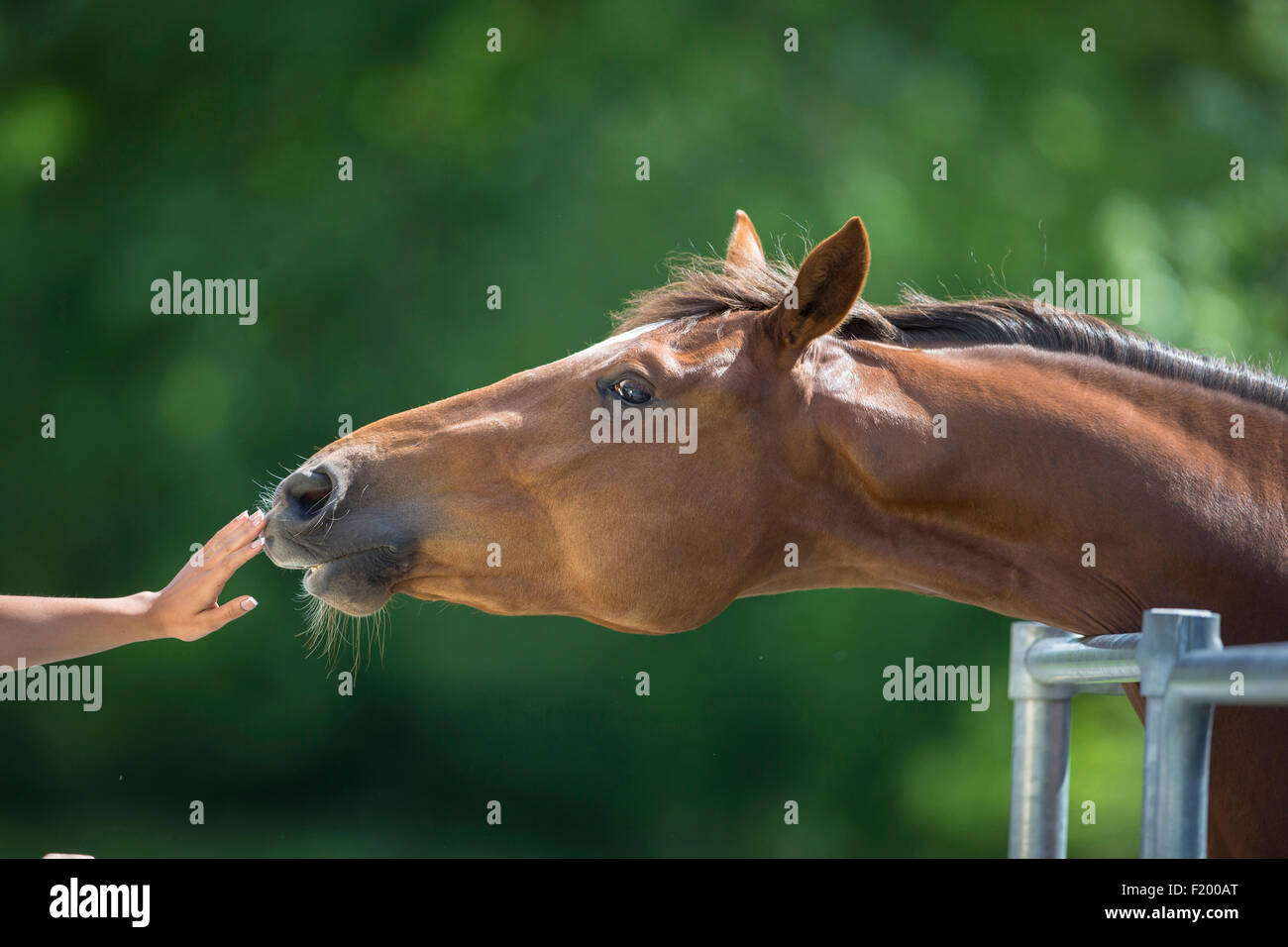 Trakehner Brand